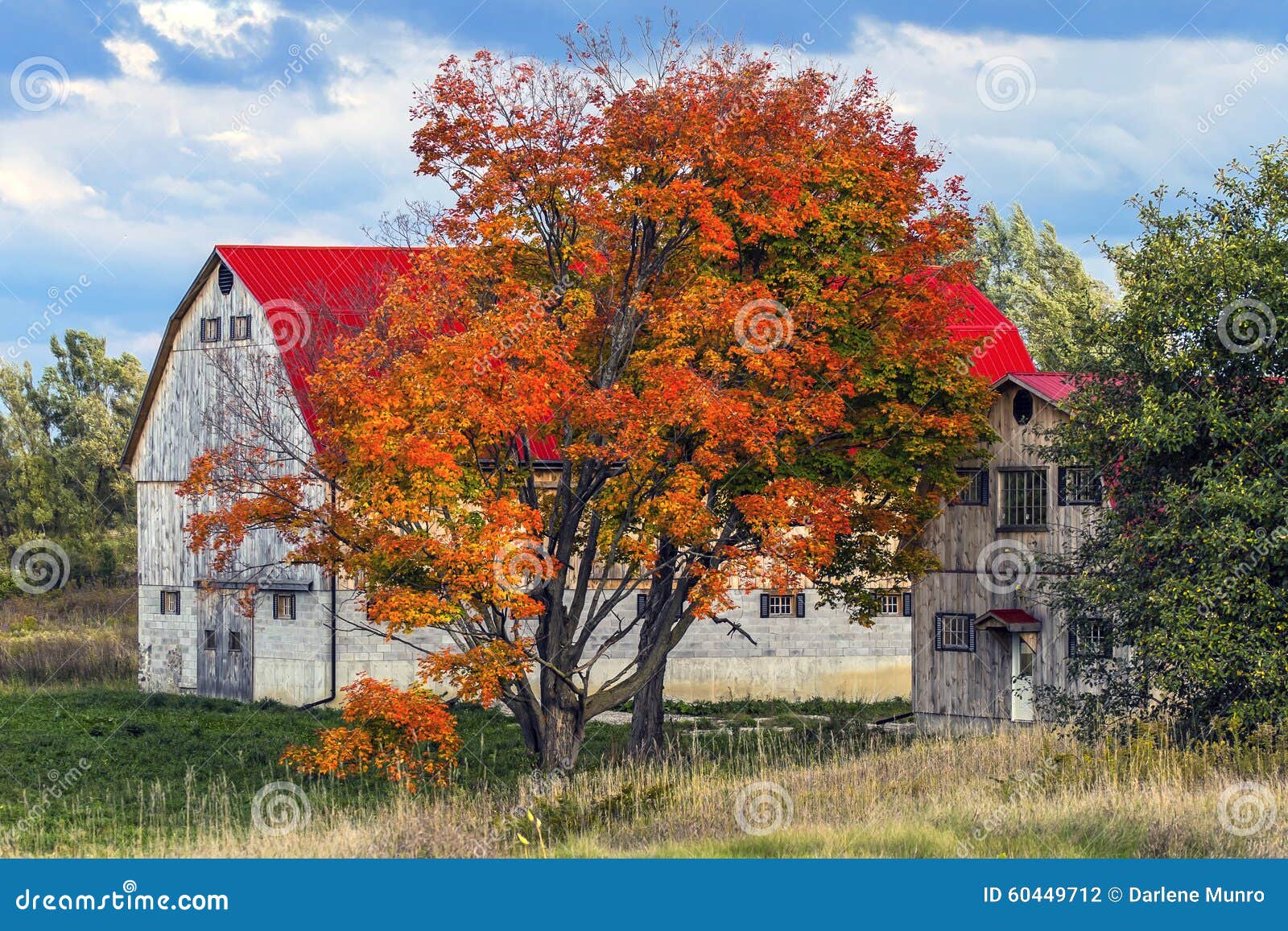 Rustic Barn stock photo. Image of autumn, country, north - 60449712