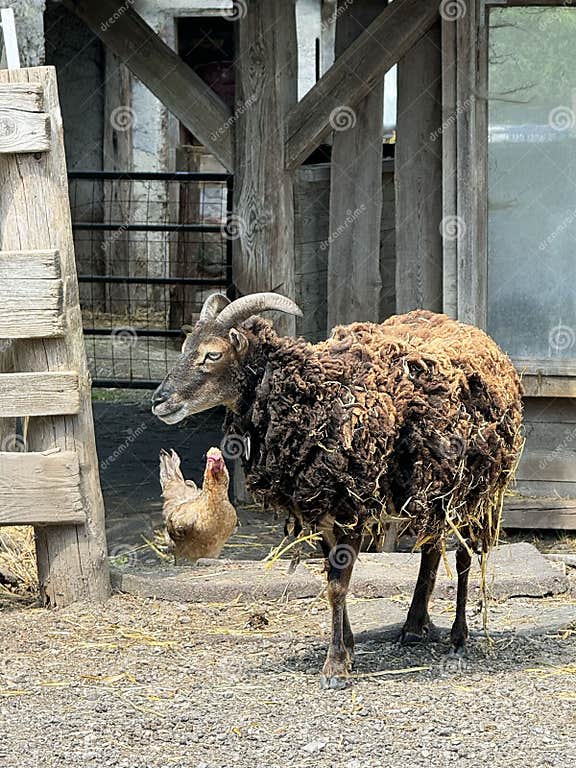 Rustic Barnyard Scene with Sheep and Chicken Stock Image - Image of ...