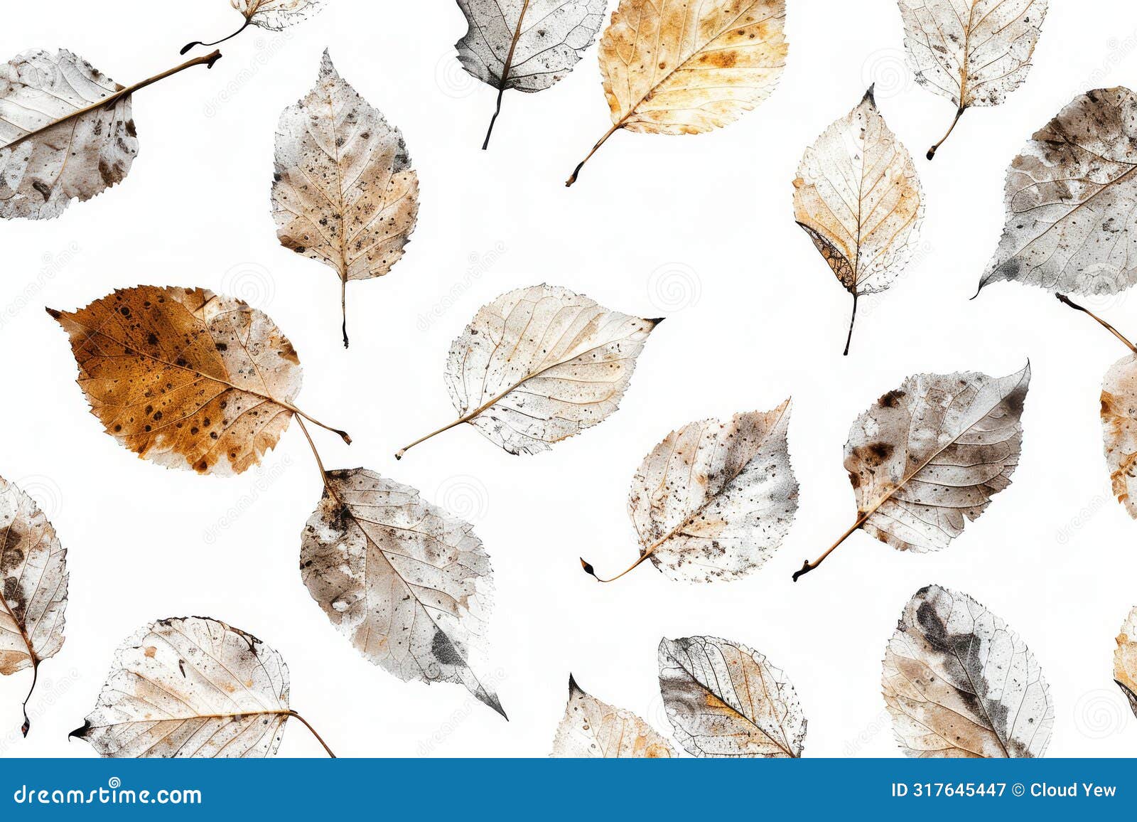 Rustic Birch Wood Slice Natural Wooden Texture Circular Tree Cross ...