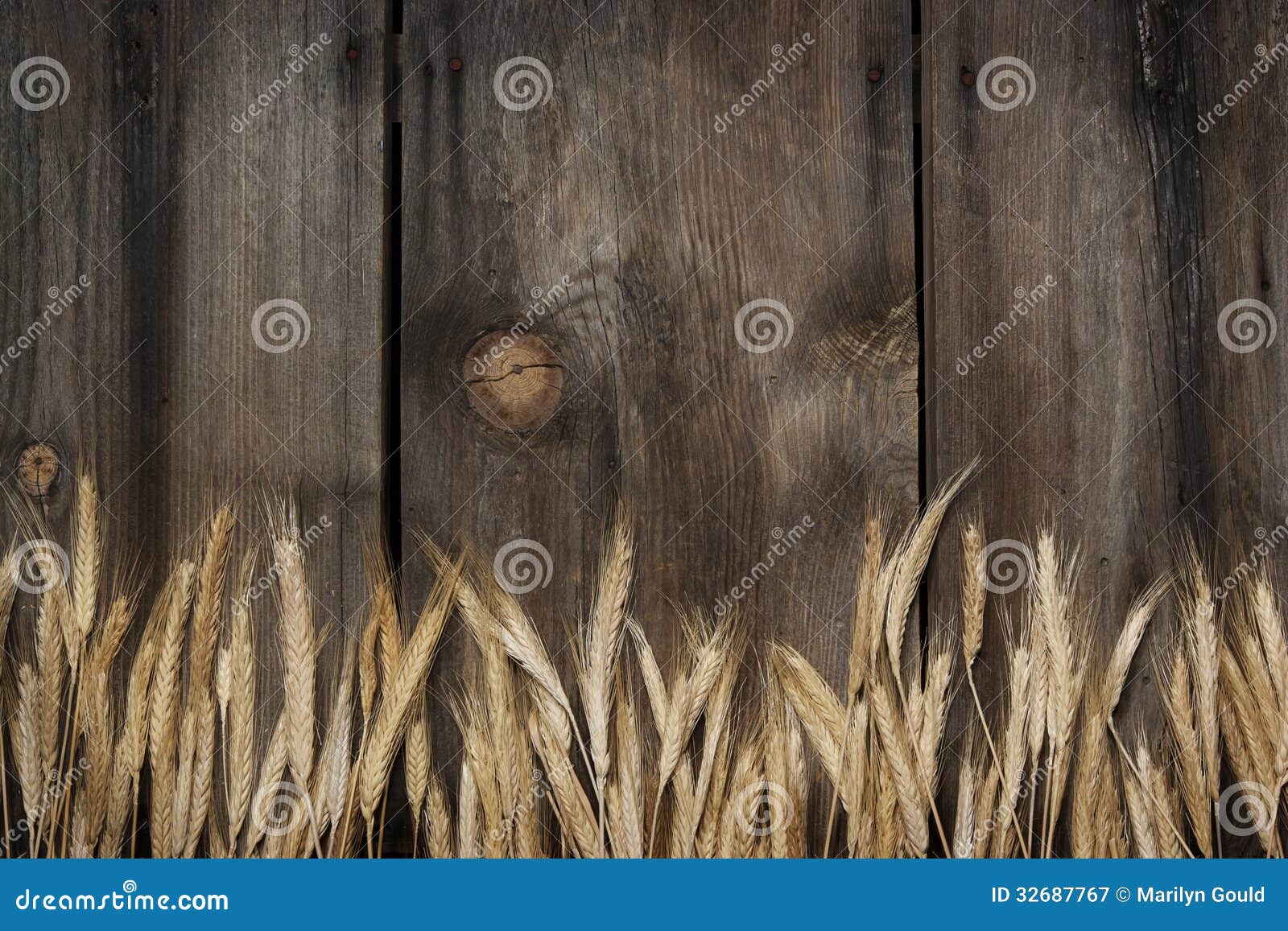 Rustic Boards Wheat Background Stock Image - Image of grains, knots ...