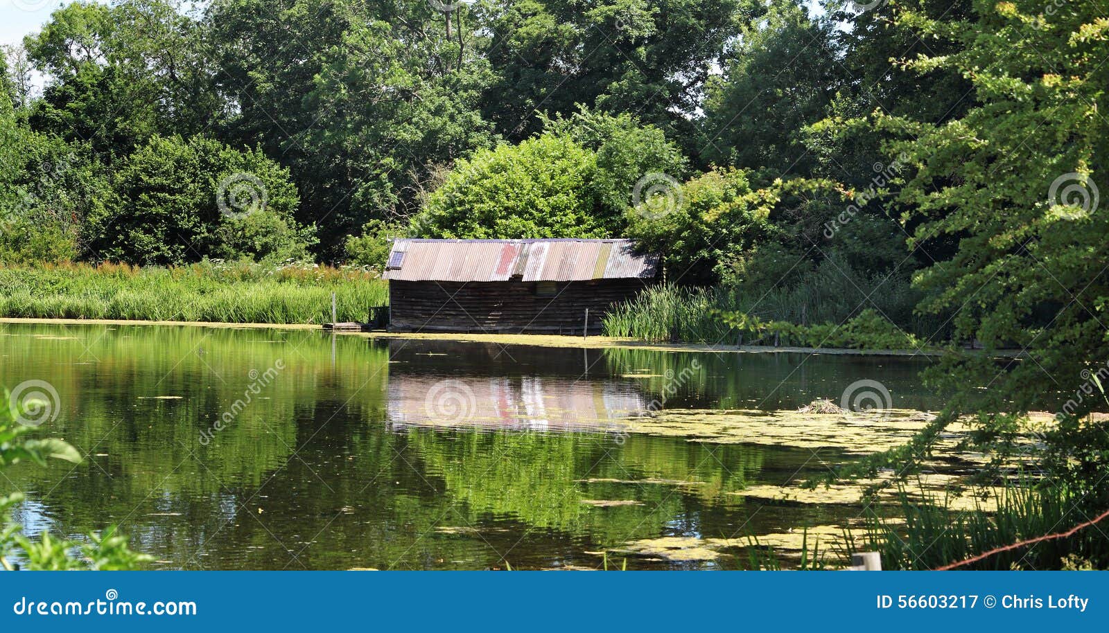 Rustic Boathouse on a Tranquil Lake Stock Image - Image of flora ...