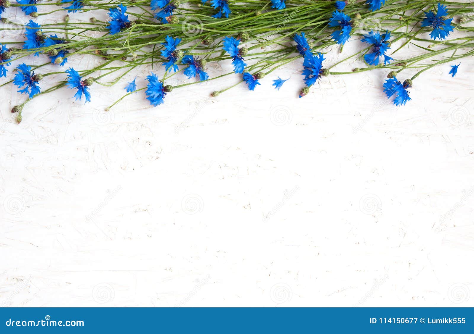 Rustic Border of Blue Cornflower on Grunge White Background Stock Image ...