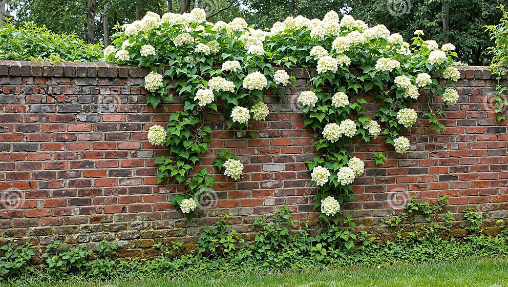 Rustic Brick Wall with Moss and Climbing Hydrangeas Stock Illustration ...