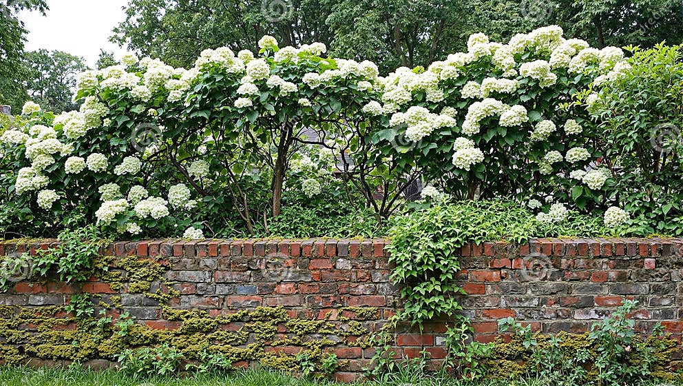 Rustic Brick Wall with Moss and Climbing Hydrangeas Stock Illustration ...