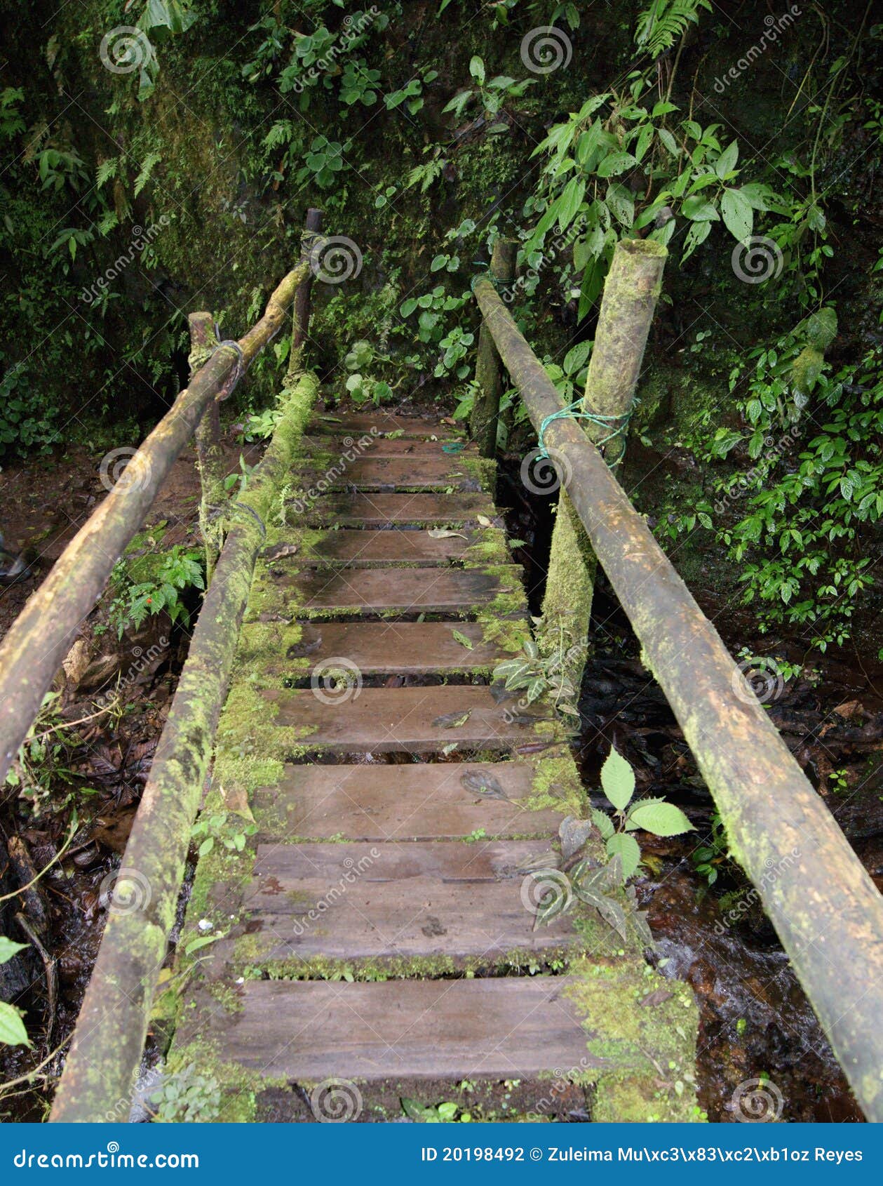 Rustic bridge stock photo. Image of structure, hand, journey - 20198492