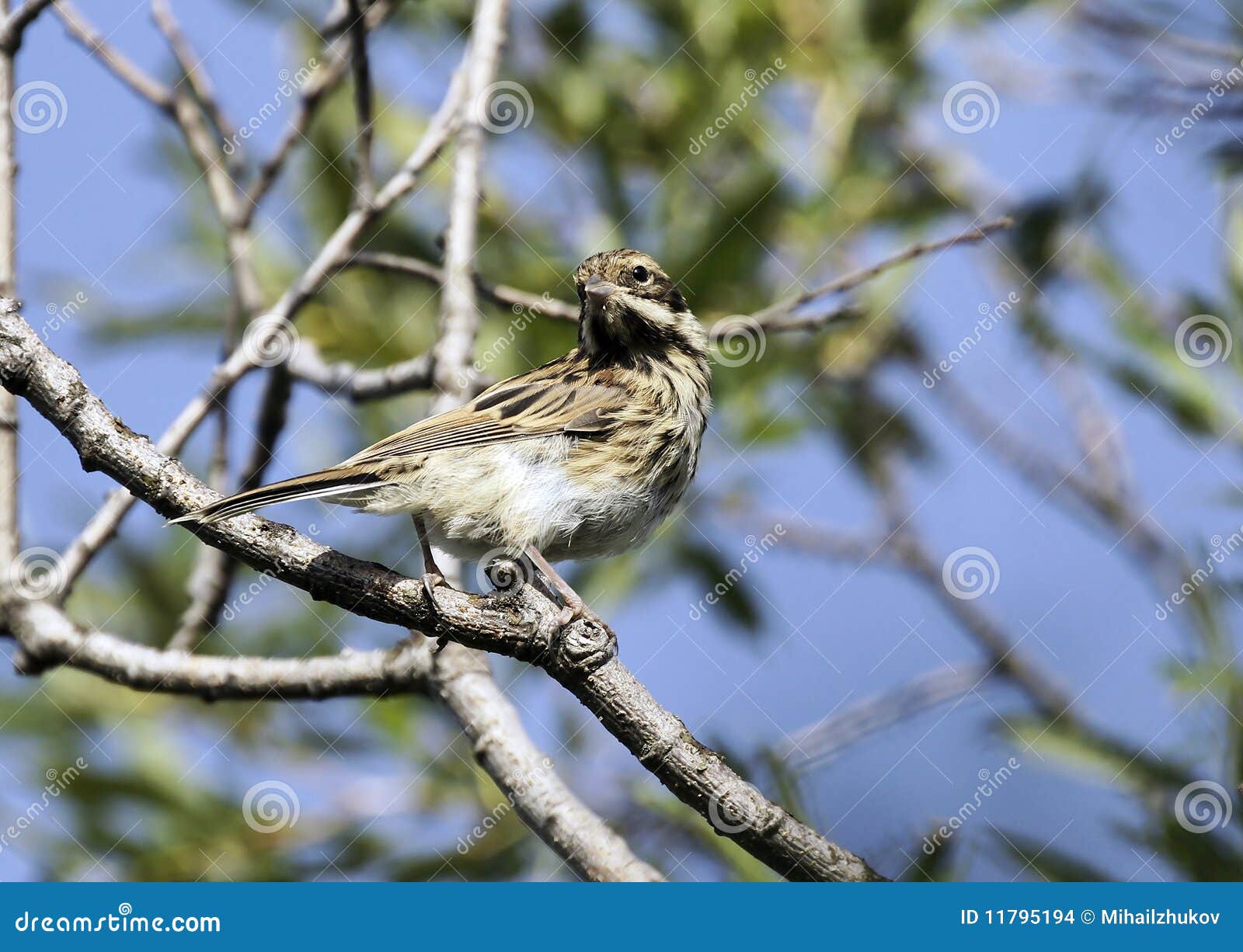 Rustic Bunting (Emberiza Rustica Latifascia) Stock Photo - Image of ...