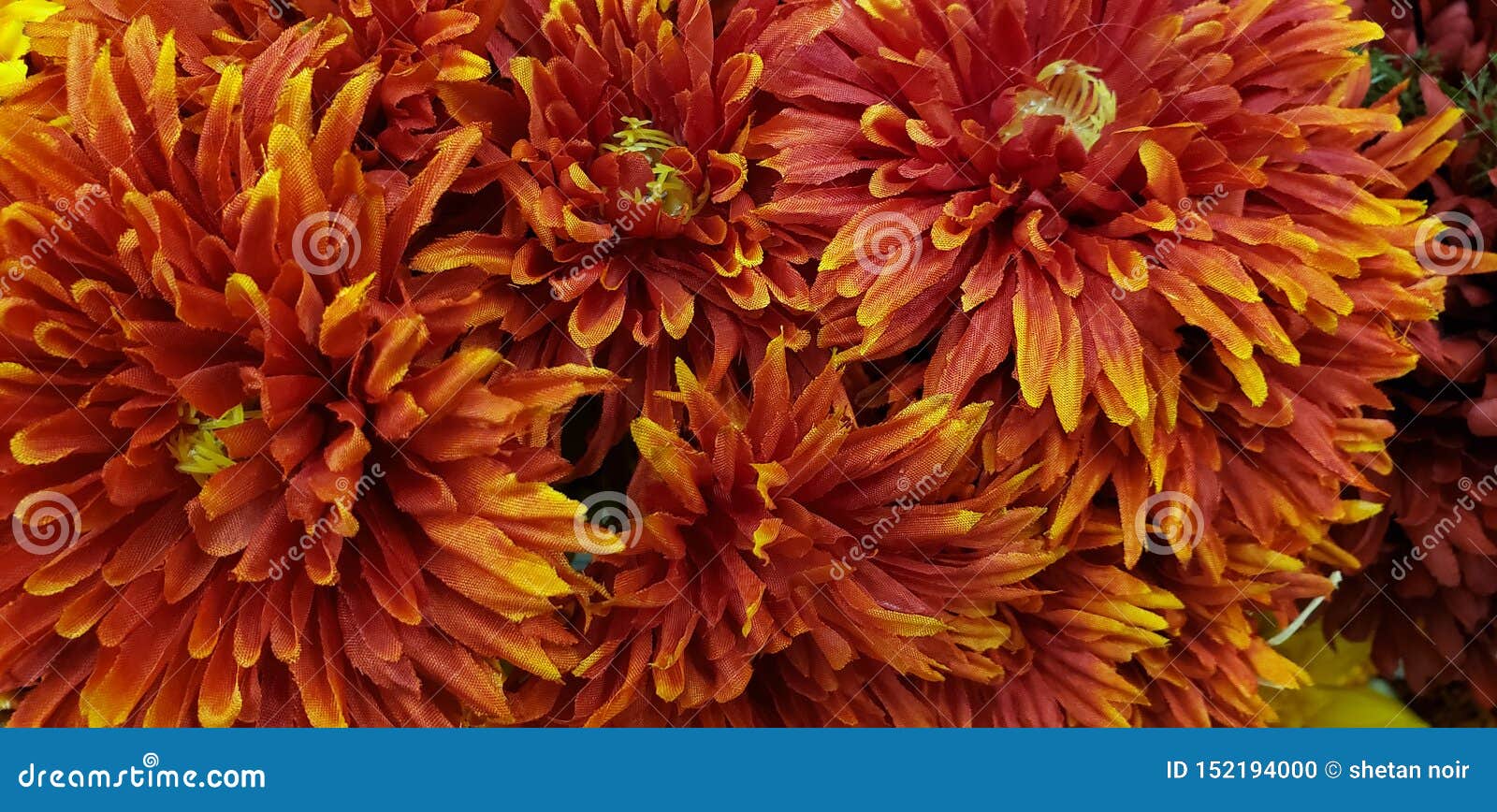 Rustic burnt orange mums stock photo. Image of mums - 152194000