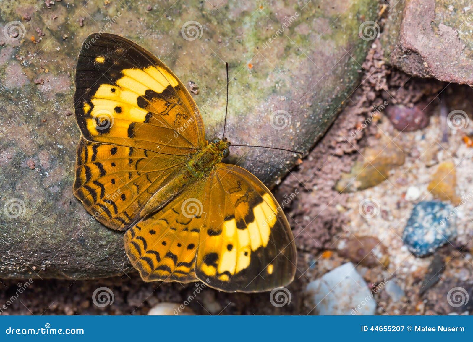 Rustic butterfly stock image. Image of abdomen, footed - 44655207