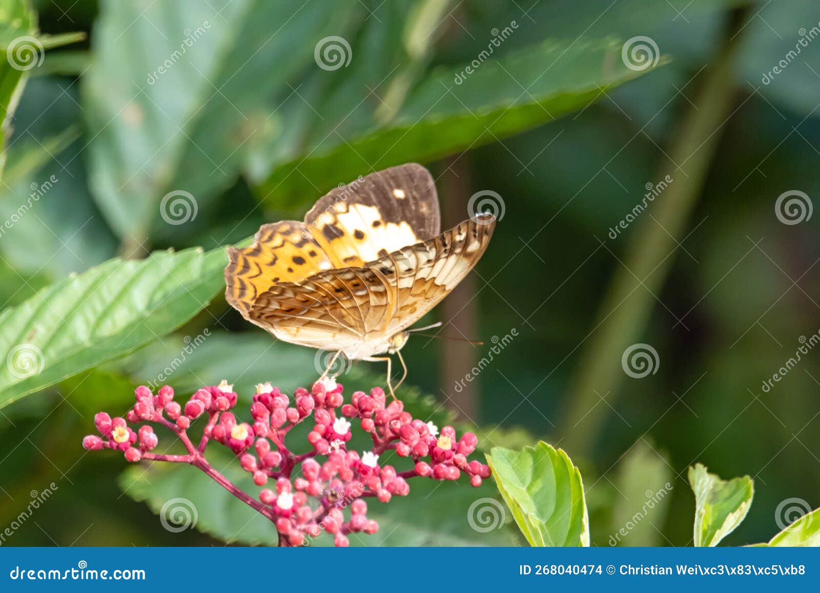 Rustic Butterfly. Stock Photography | CartoonDealer.com #43510304