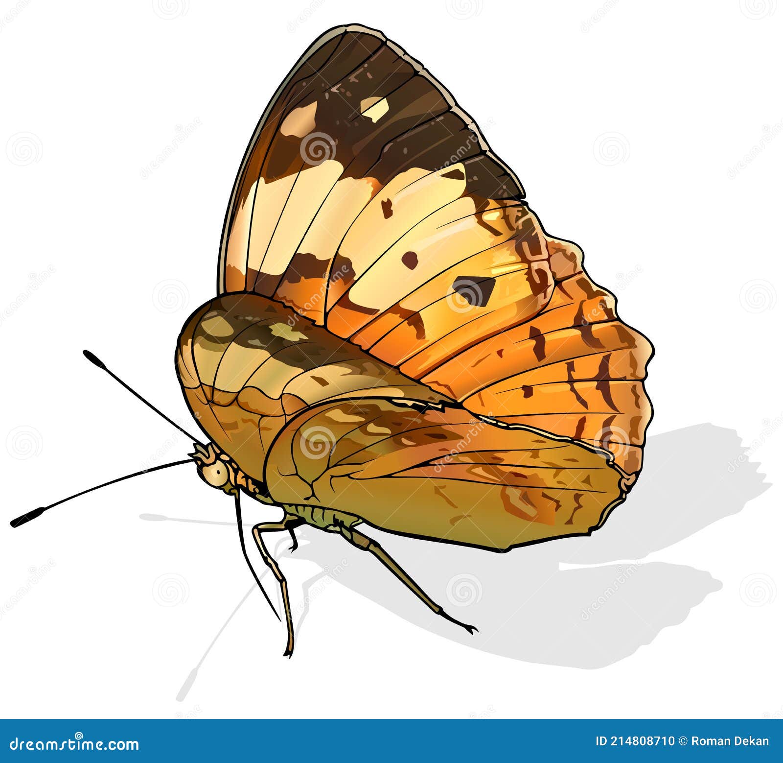 Rustic Butterfly stock vector. Illustration of animal - 214808710