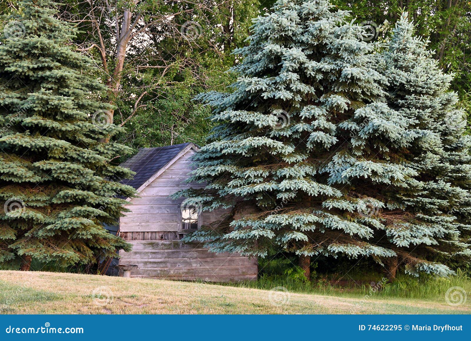 Rustic cabin in pine trees stock image. Image of summer - 74622295