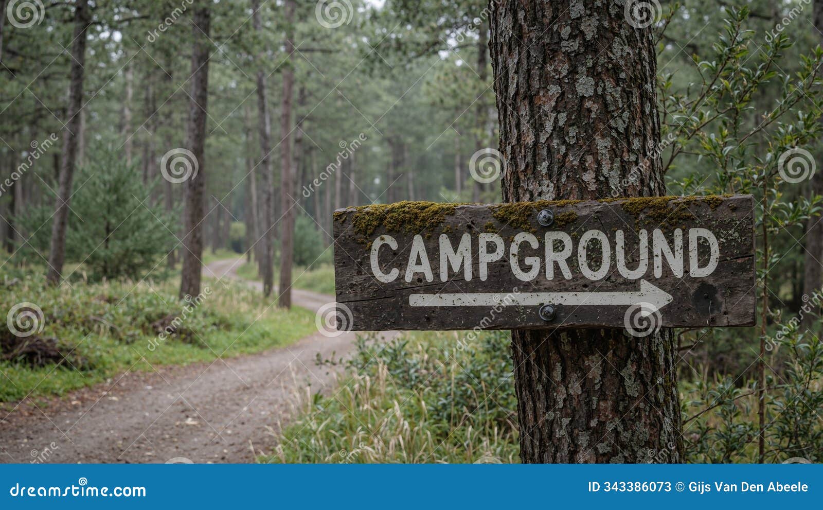 Rustic Campground Sign On Tree In Mossy Forest Arrow Pointing Down ...