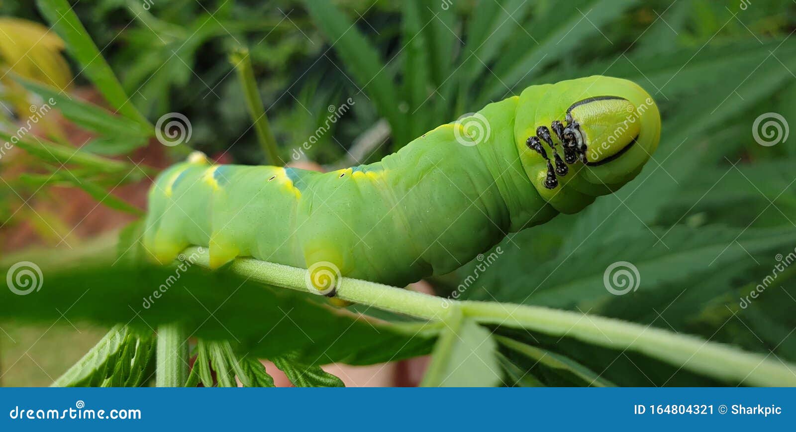 Rustic Caterpillar Sphinx stock image. Image of worm - 164804321