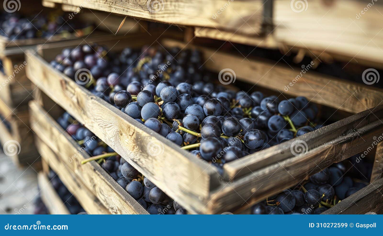 The Rustic Charm of Black Grapes Packed in Traditional Wooden Crates ...