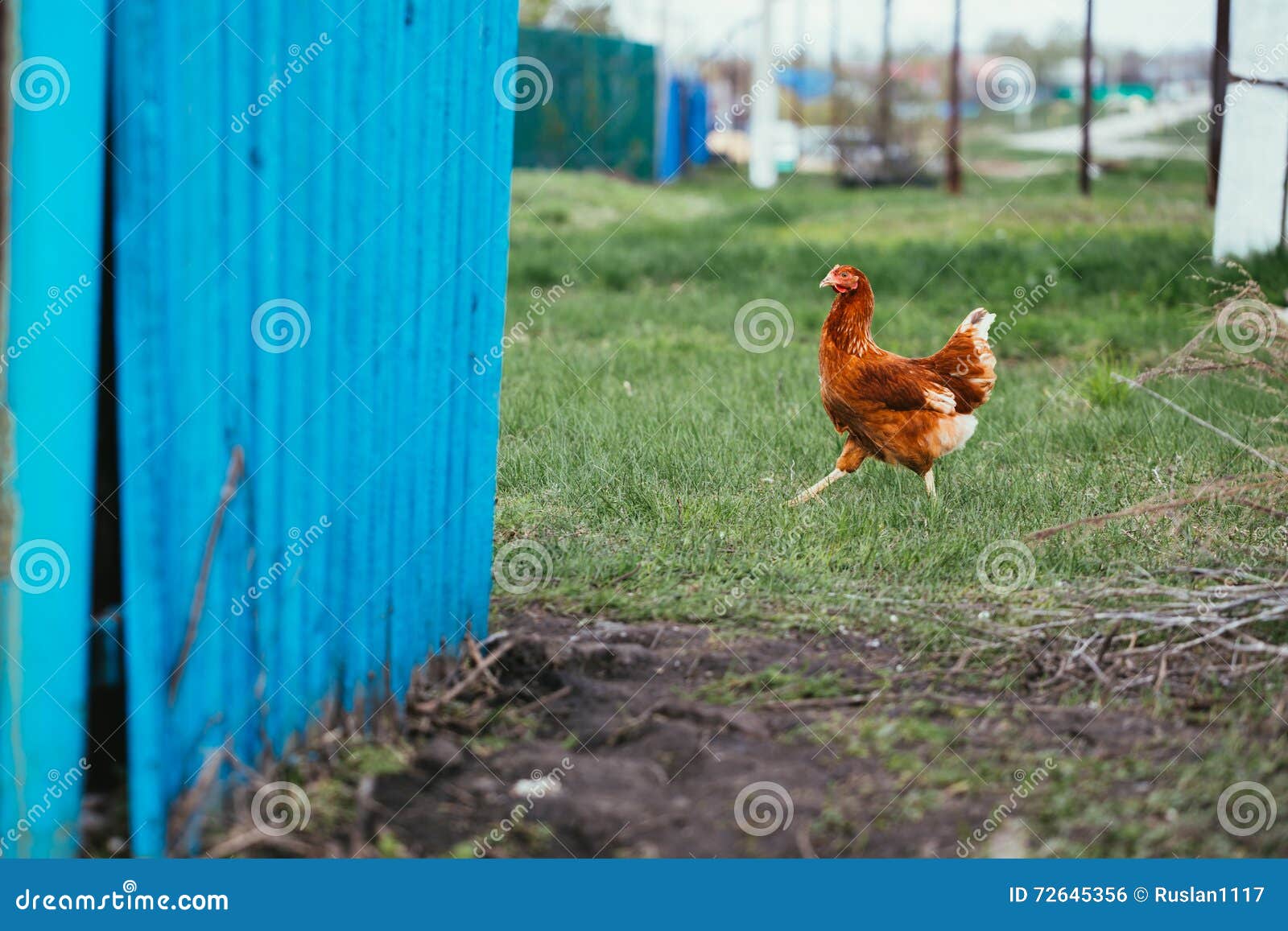 Rustic Chicken Brown Coloring on a Background of Grass Stock Photo ...