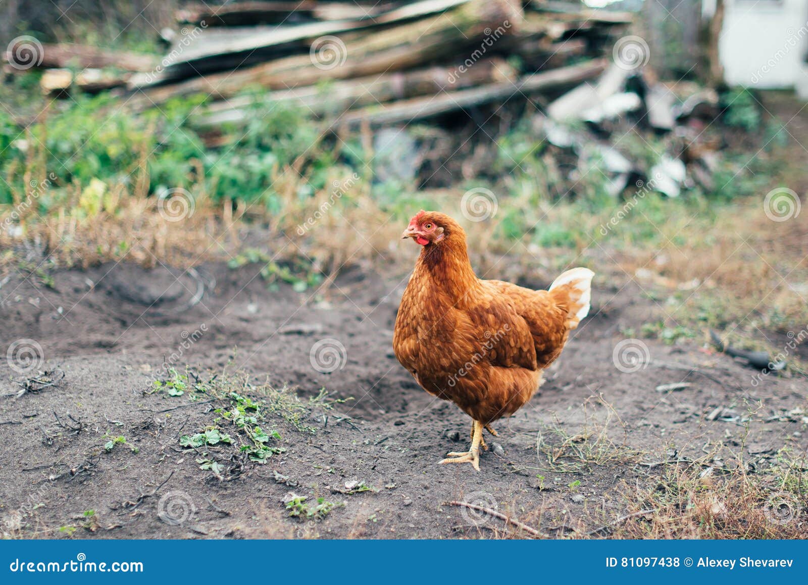 Rustic Chicken in a Natural Environment Stock Photo - Image of ...