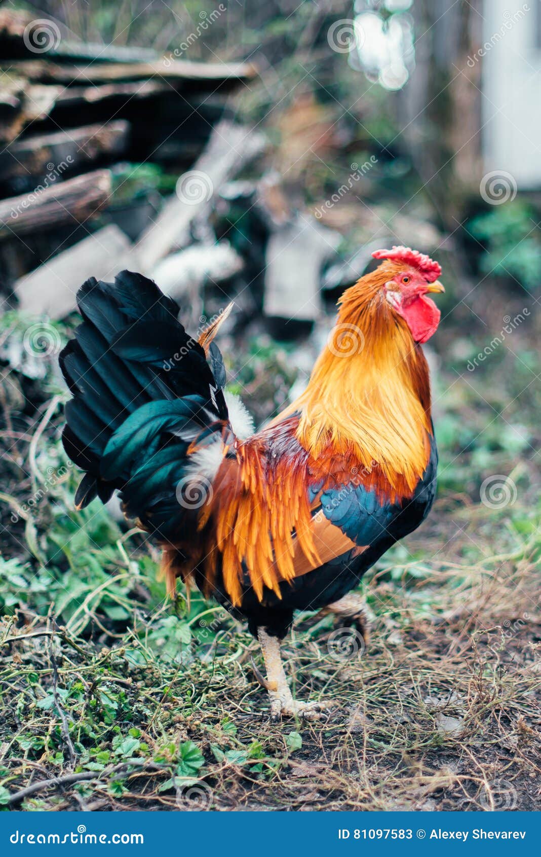 Rustic Chicken in a Natural Environment Stock Image - Image of field ...