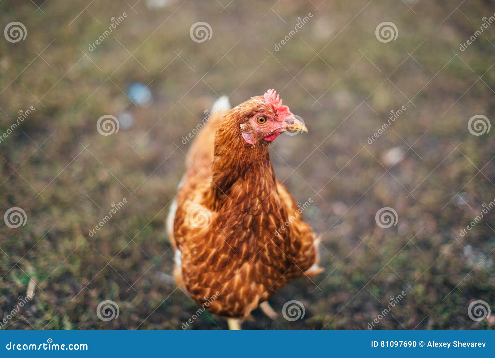 Rustic Chicken in a Natural Environment Stock Photo - Image of natural ...