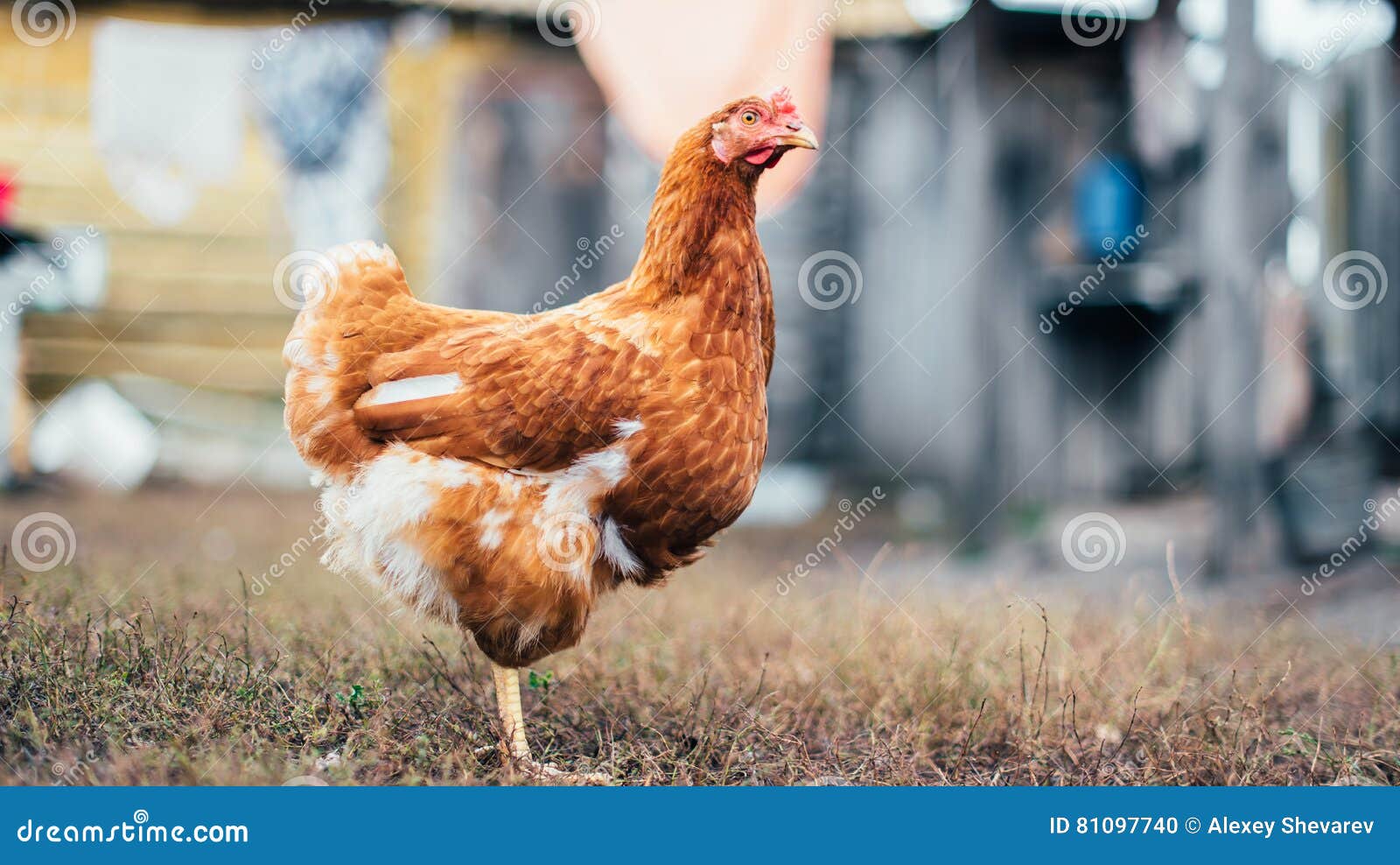 Rustic Chicken in a Natural Environment Stock Photo - Image of farm ...