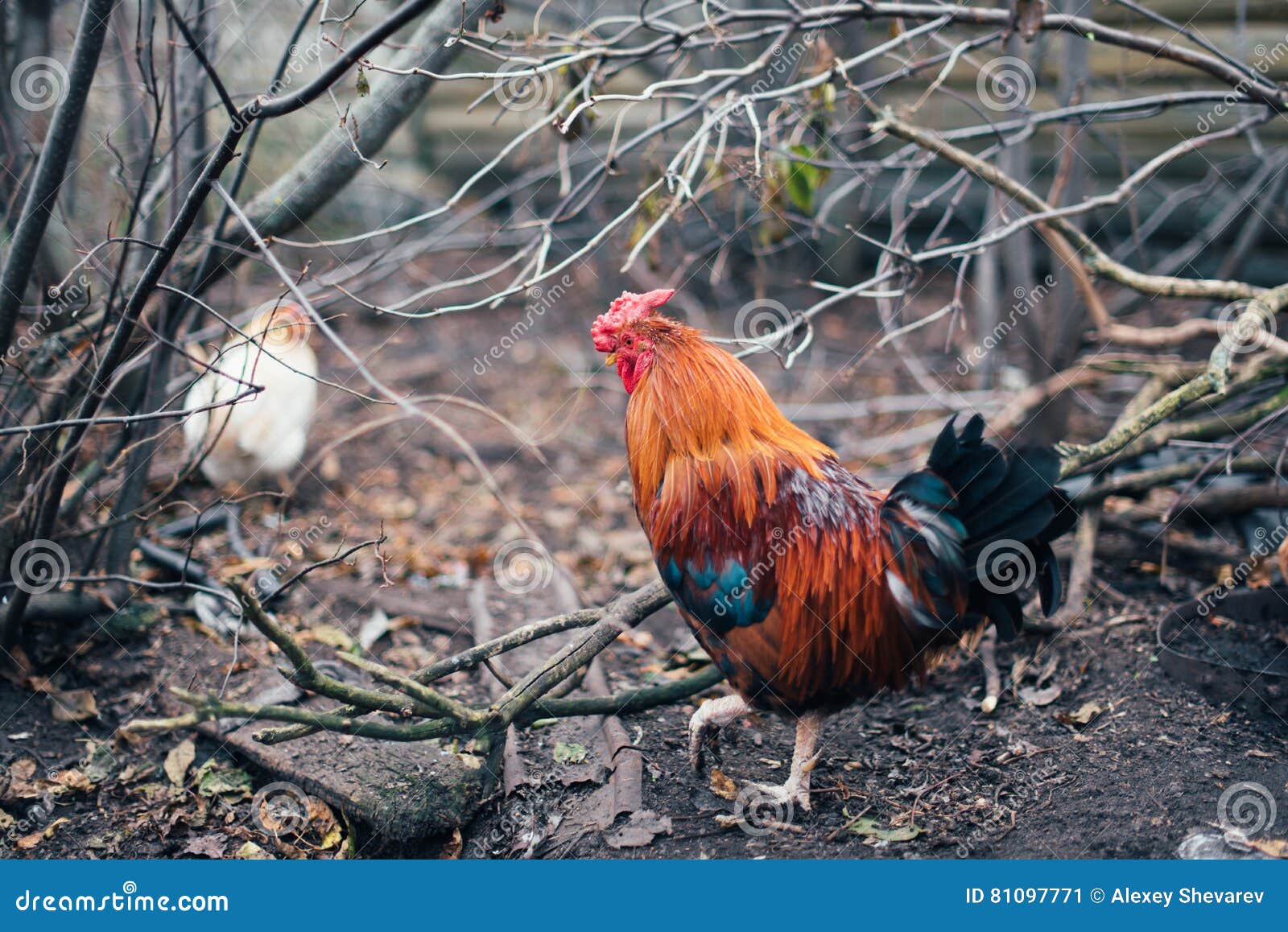 Rustic Chicken in a Natural Environment Stock Image - Image of feather ...