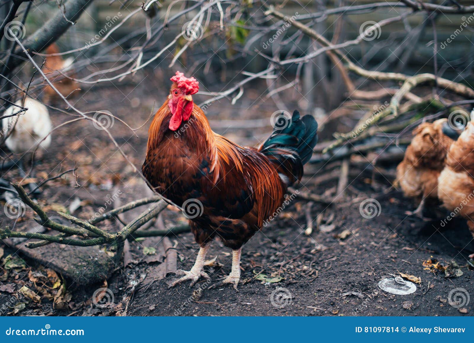 Rustic Chicken in a Natural Environment Stock Photo - Image of animals ...