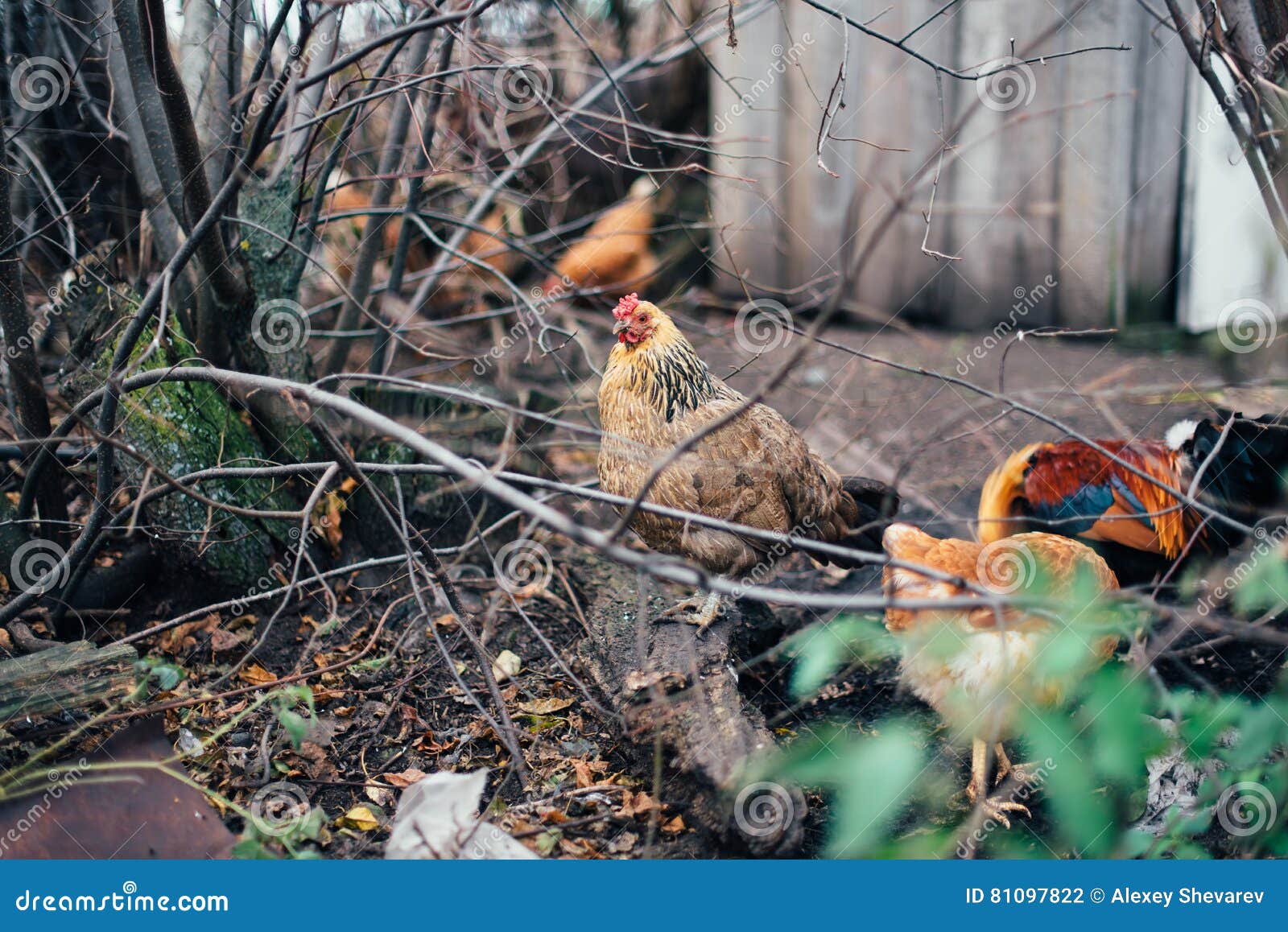 Rustic Chicken in a Natural Environment Stock Photo - Image of ...
