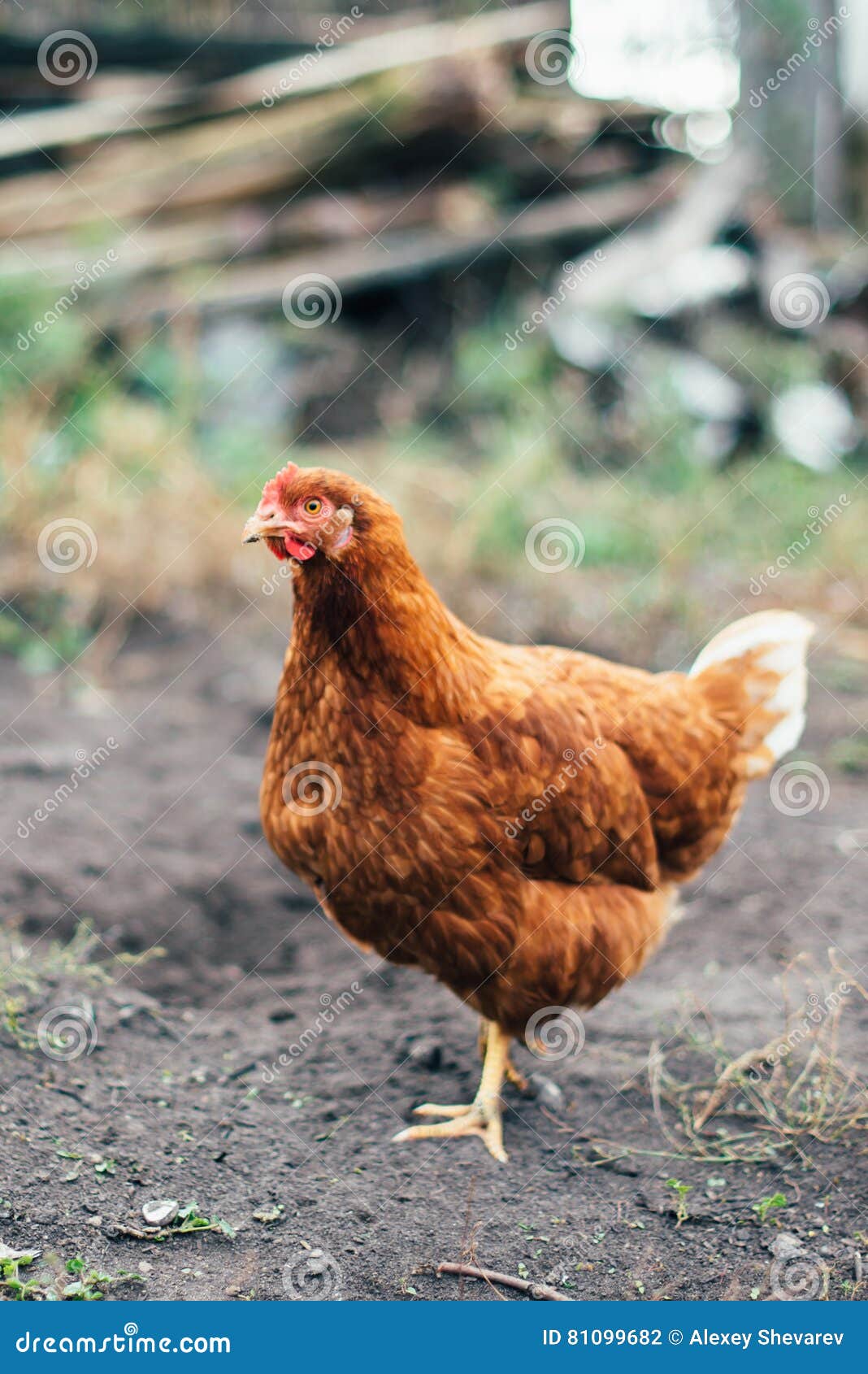 Rustic Chicken in a Natural Environment Stock Photo - Image of ...