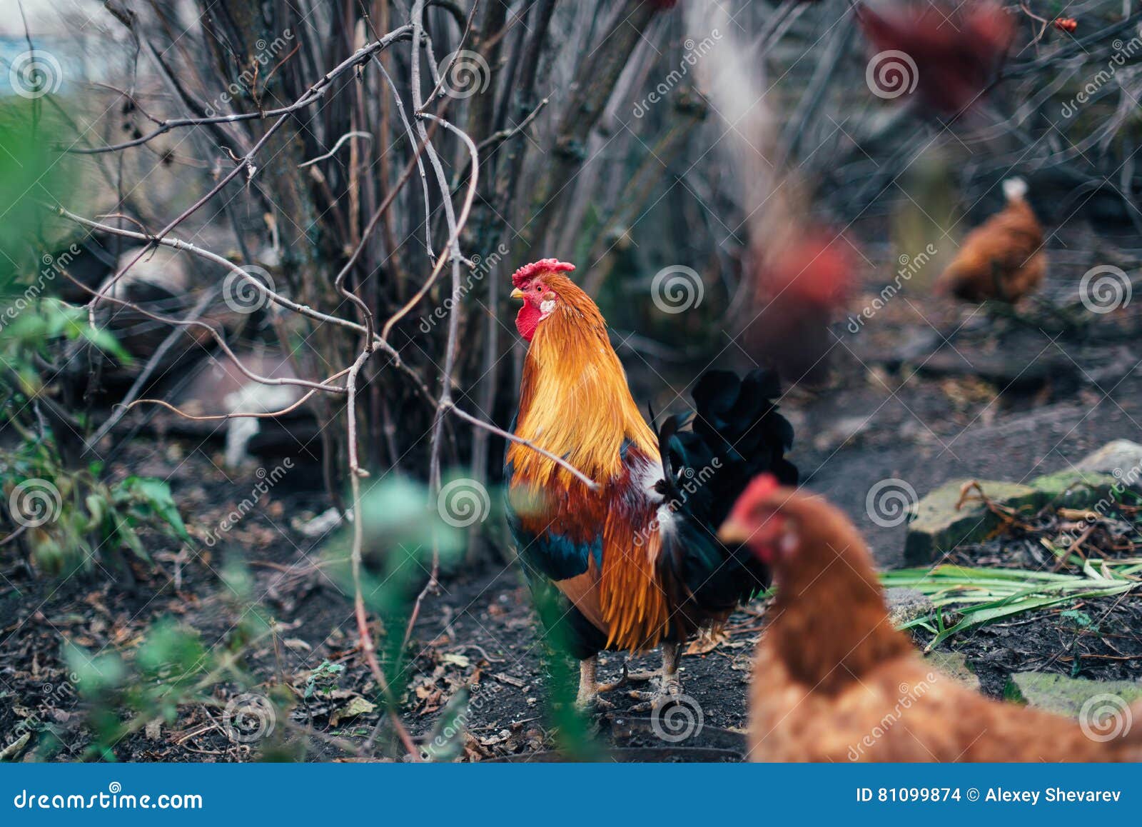 Rustic Chicken in a Natural Environment Stock Photo - Image of ...
