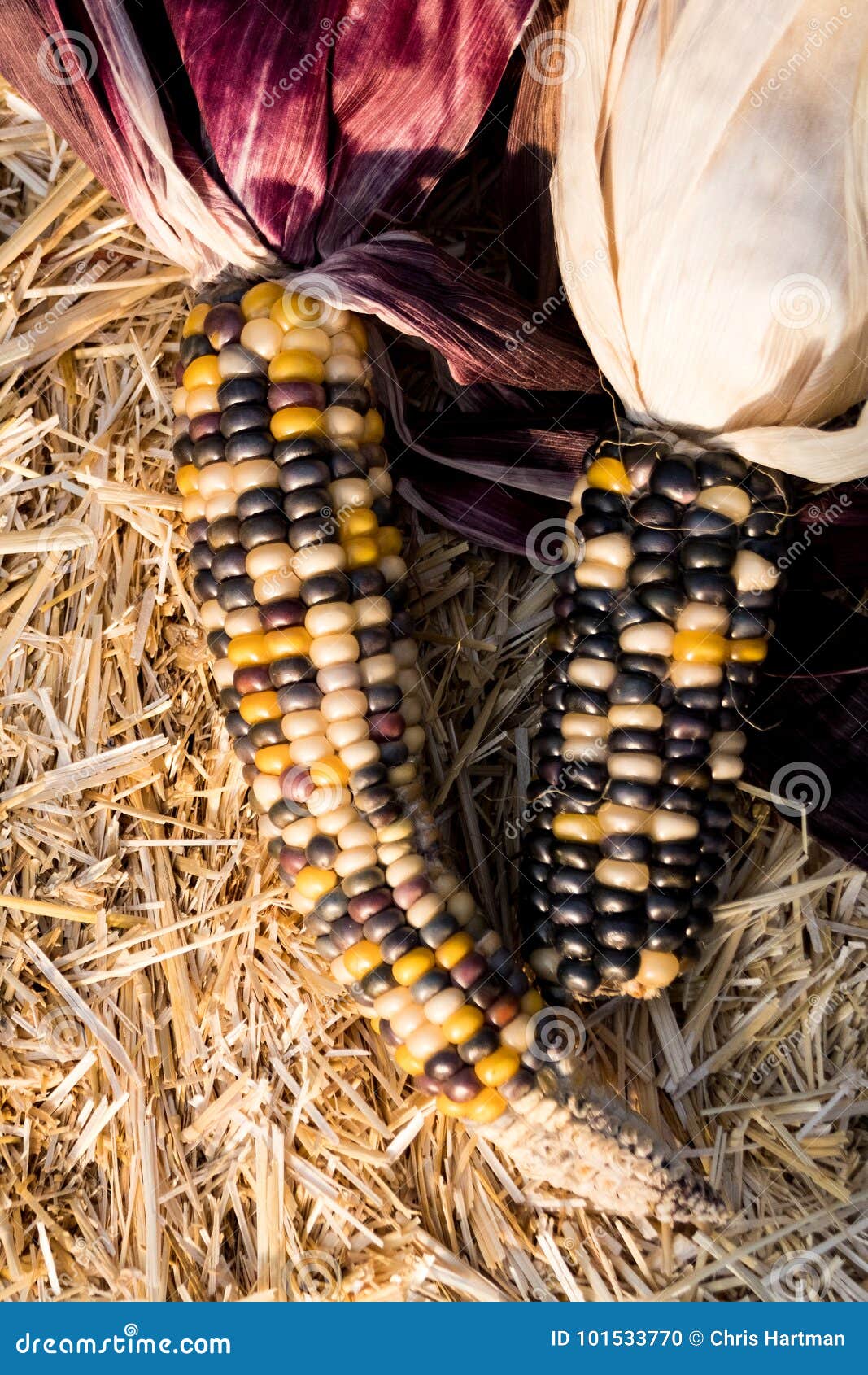 Rustic and Colorful Corn on a Hay Bale Stock Photo - Image of healthy ...