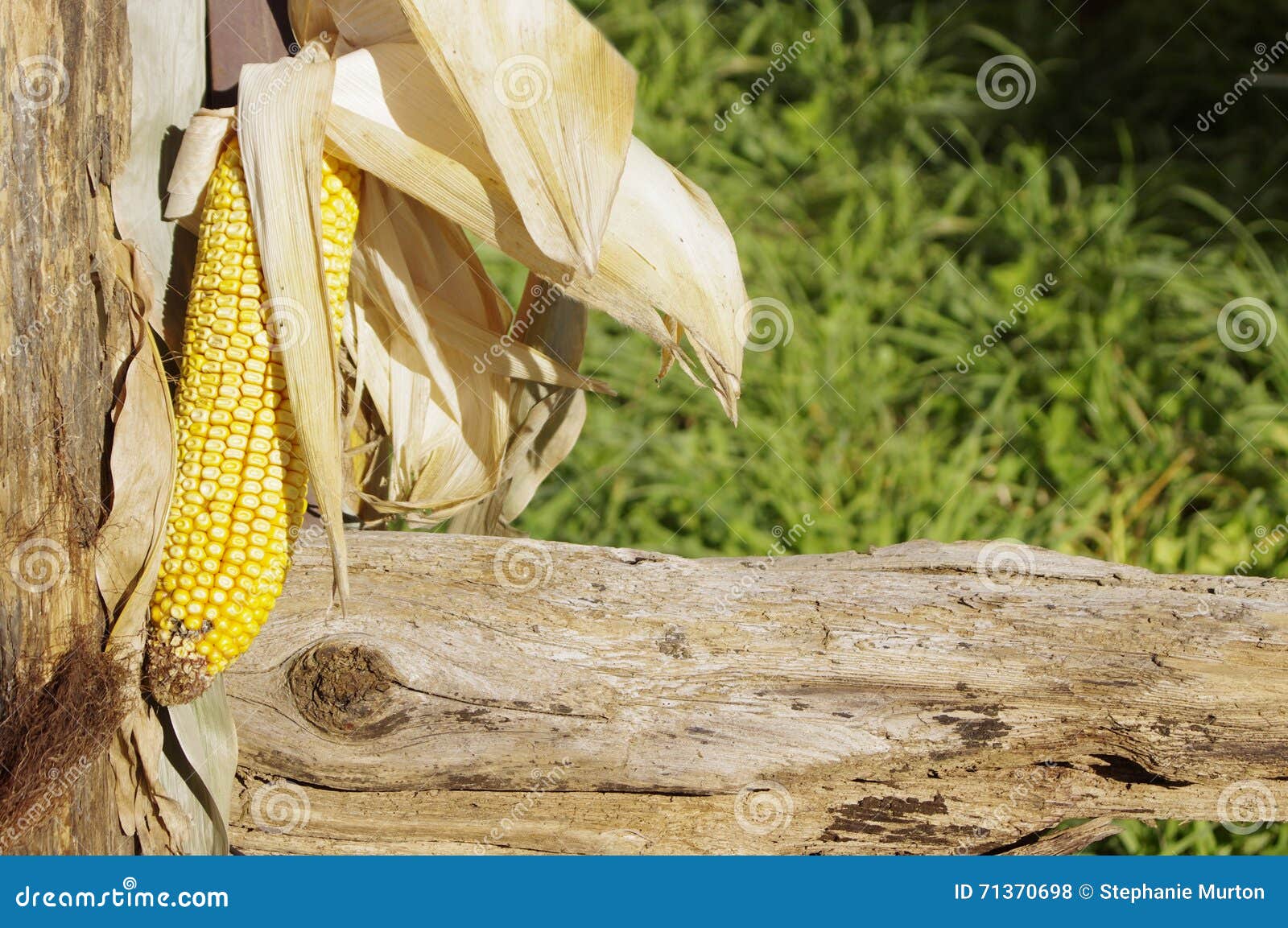 Rustic corn stock photo. Image of corn, wood, decoration - 71370698