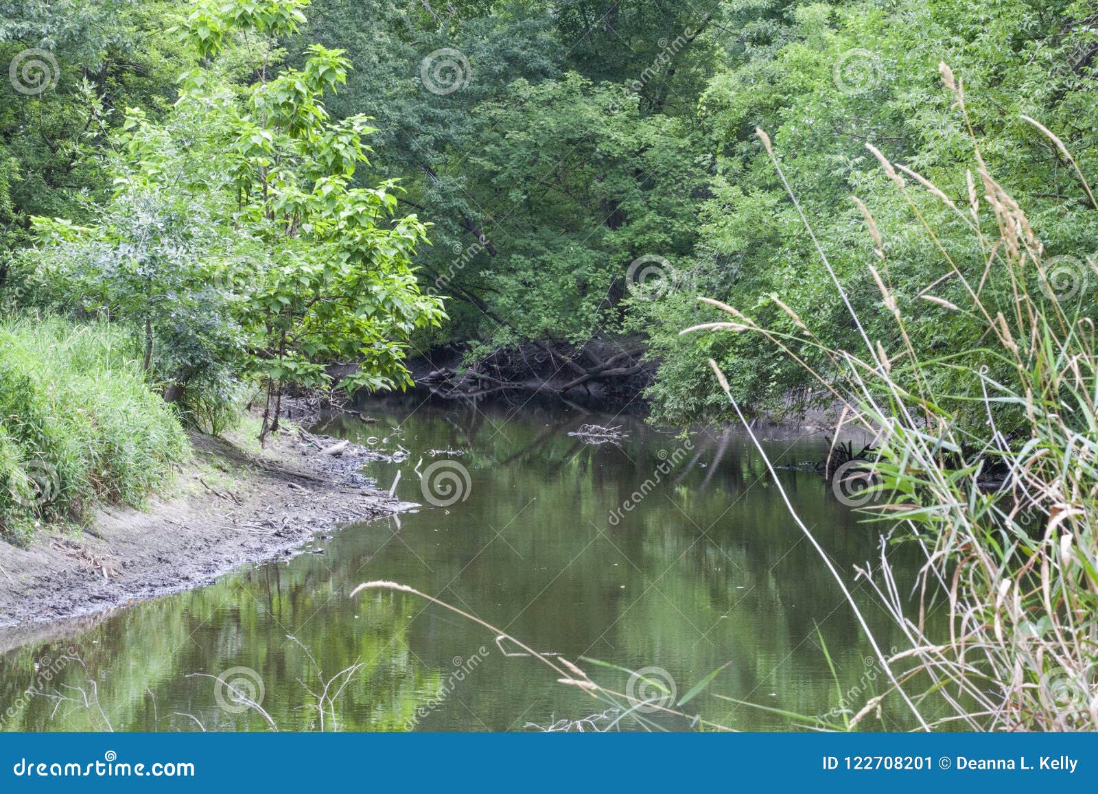 View of a River between Two Forest Banks Stock Image - Image of grass ...