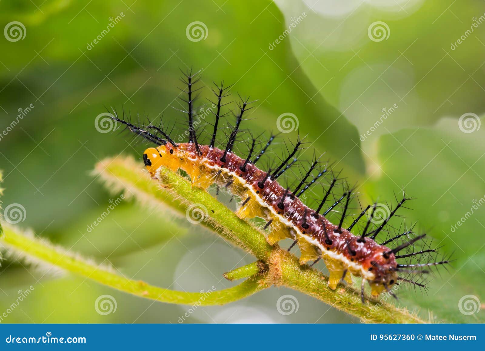 Rustic & X28;Cupha Erymanthis& X29; Caterpillar Stock Photo - Image of ...
