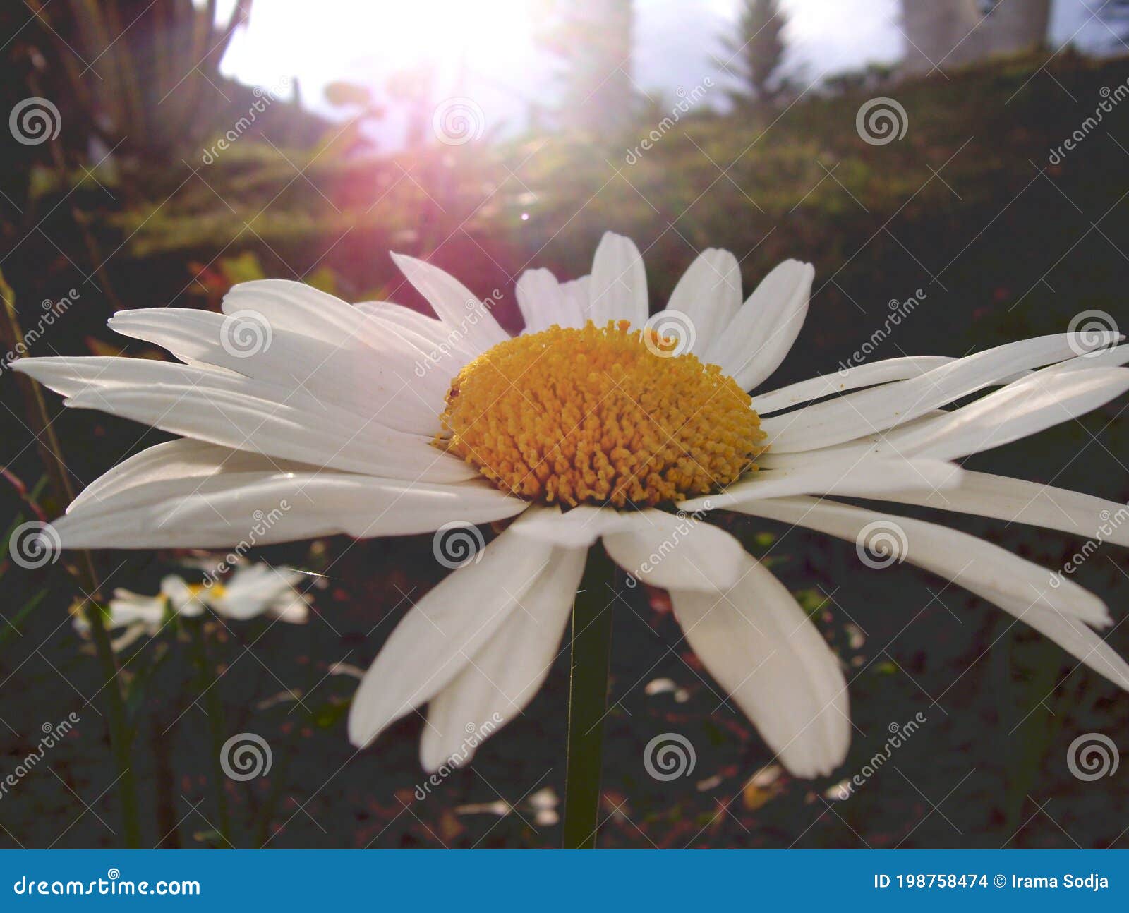 Rustic Daisy Flower with Light Ray Stock Photo - Image of daisy, floral ...