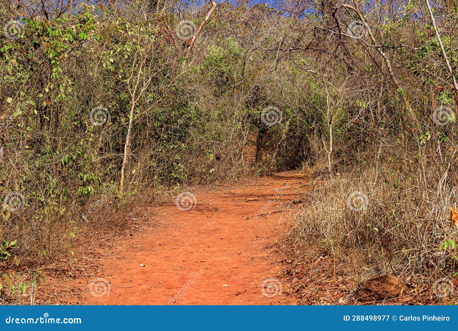 Rustic Dirt Path Surrounded by Dense Dry and Twisted Vegetation Stock ...