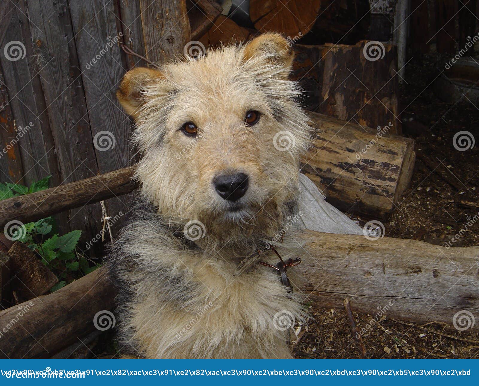 Rustic dog. stock photo. Image of wood, summer, grass - 79002830