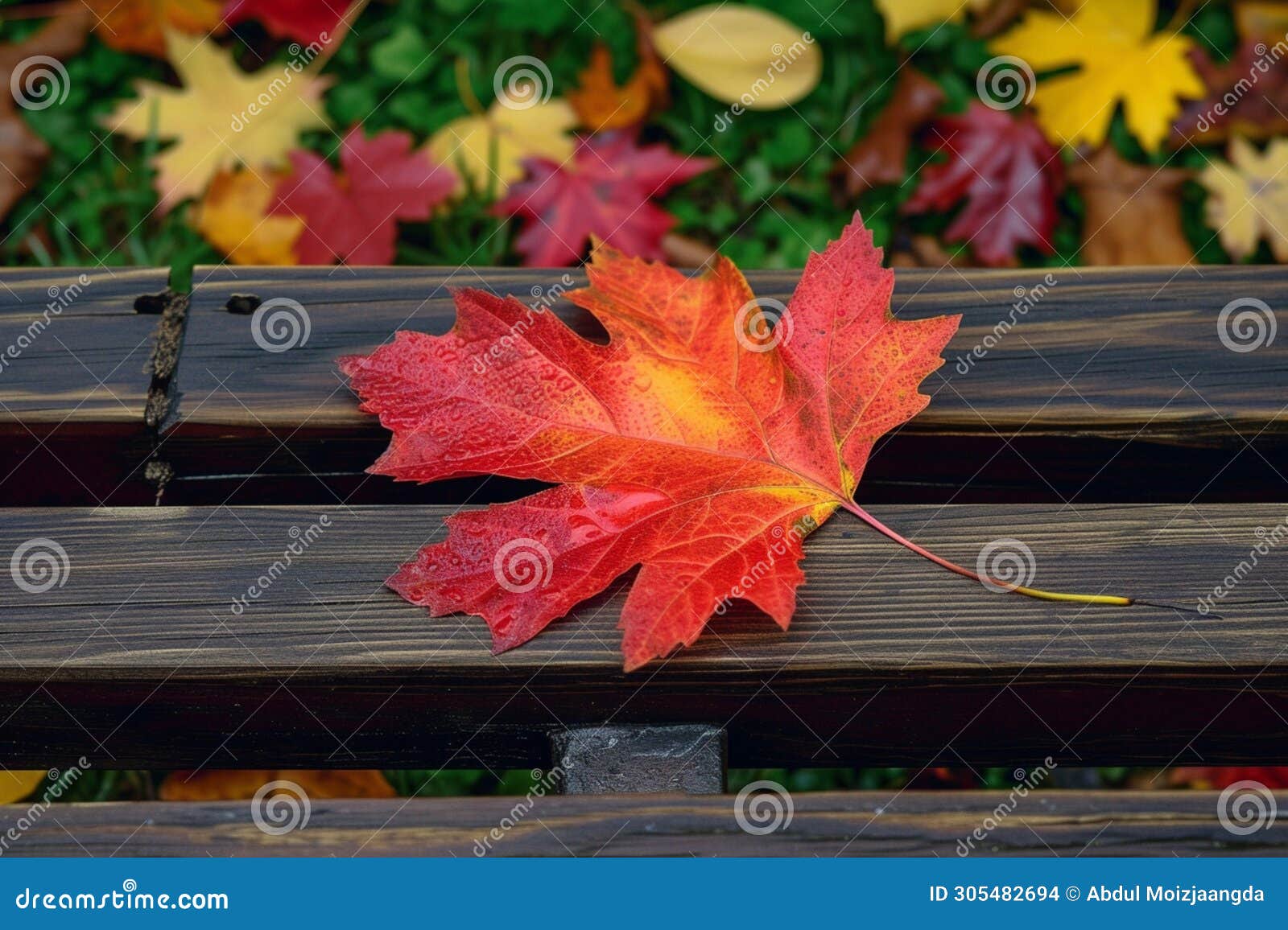Rustic Elegance Captured As a Maple Leaf Graces a Wooden Bench Stock ...