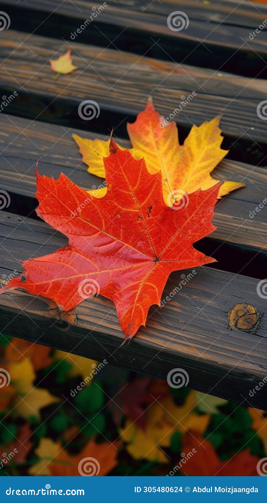 Rustic Elegance Captured As A Maple Leaf Graces A Wooden Bench Stock ...