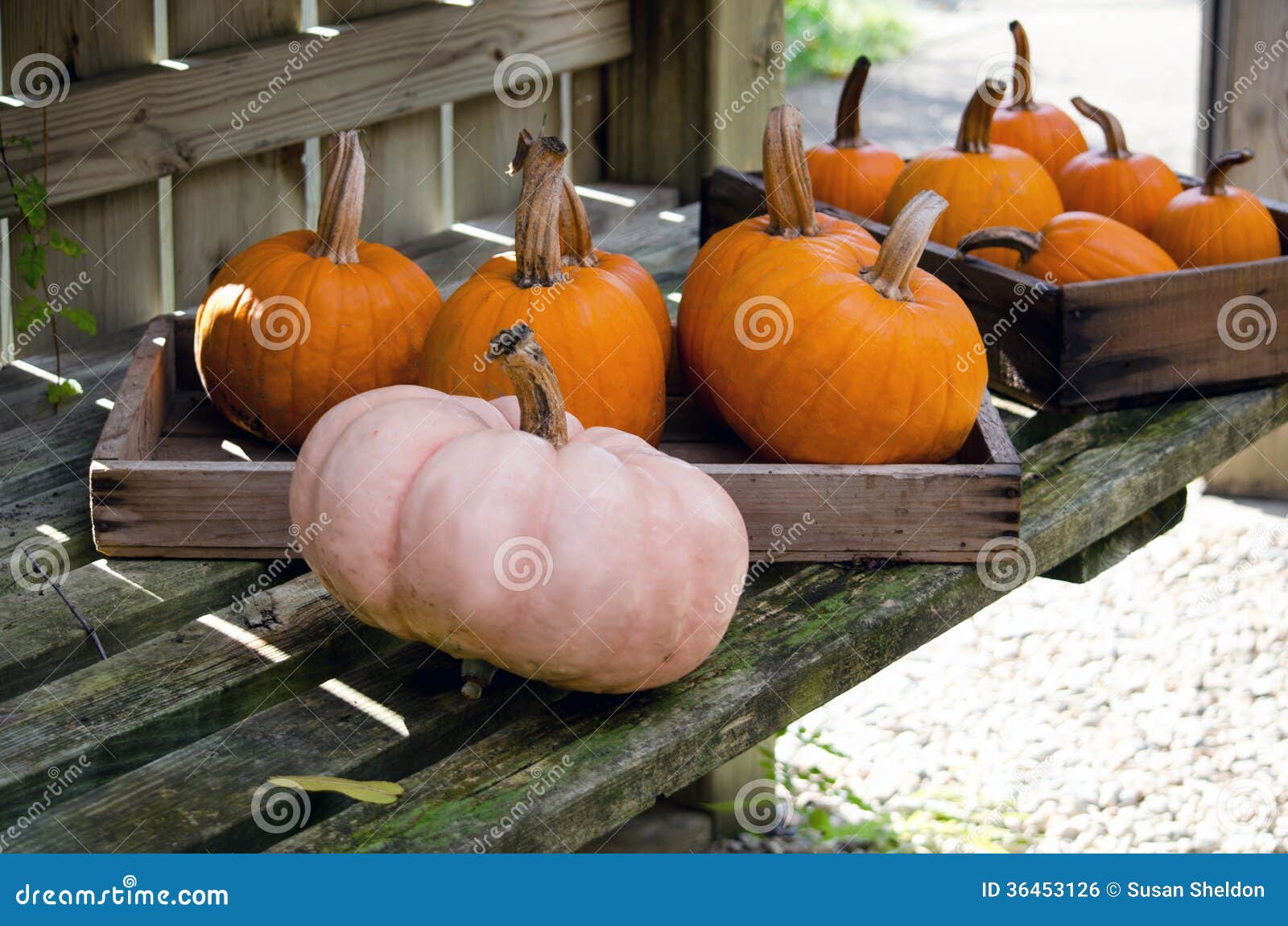 Rustic Fall Pumpkin Display Stock Photo - Image of thanksgiving ...