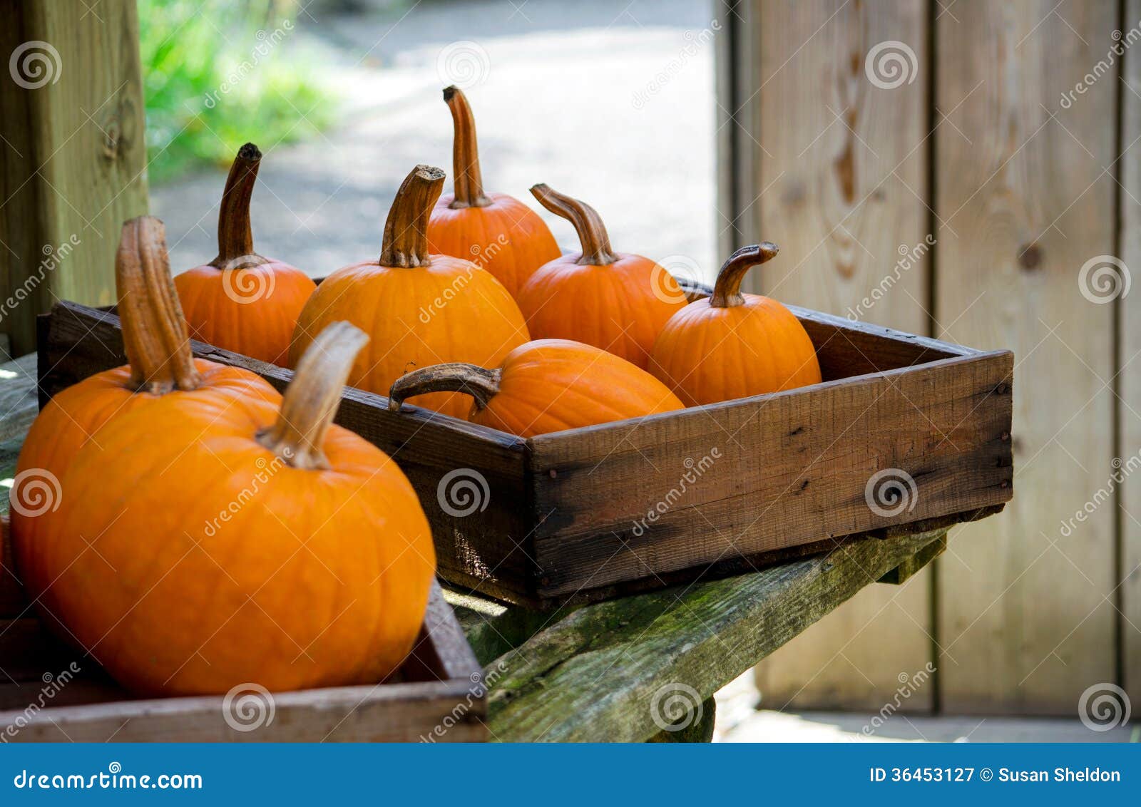 Rustic Fall Pumpkins in Boxes Stock Image - Image of autumn, display ...