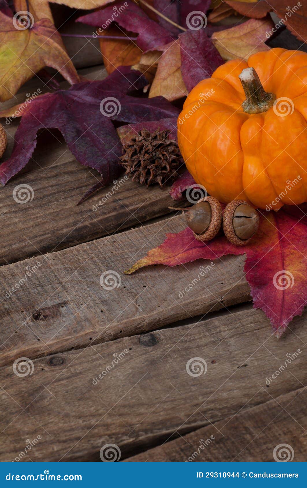 Rustic Fall Setting with Minature Pumpkin Stock Photo - Image of gourd ...