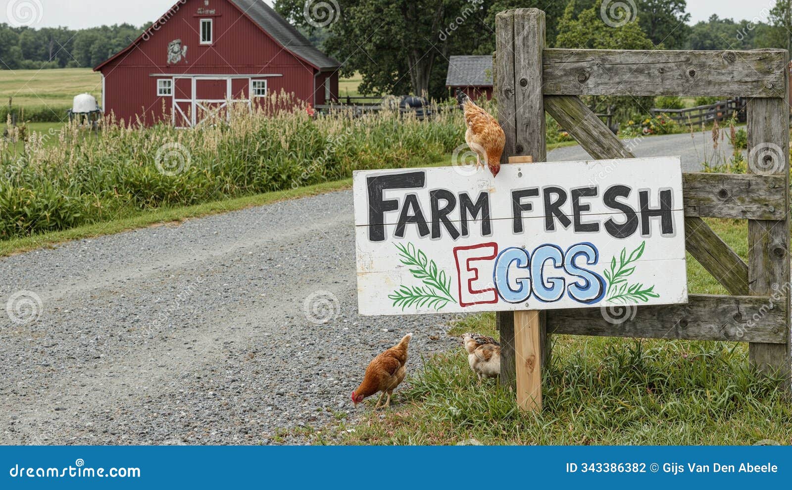 Rustic Farm Fresh Eggs Sign by Red Barn with Chickens in Rural Setting ...