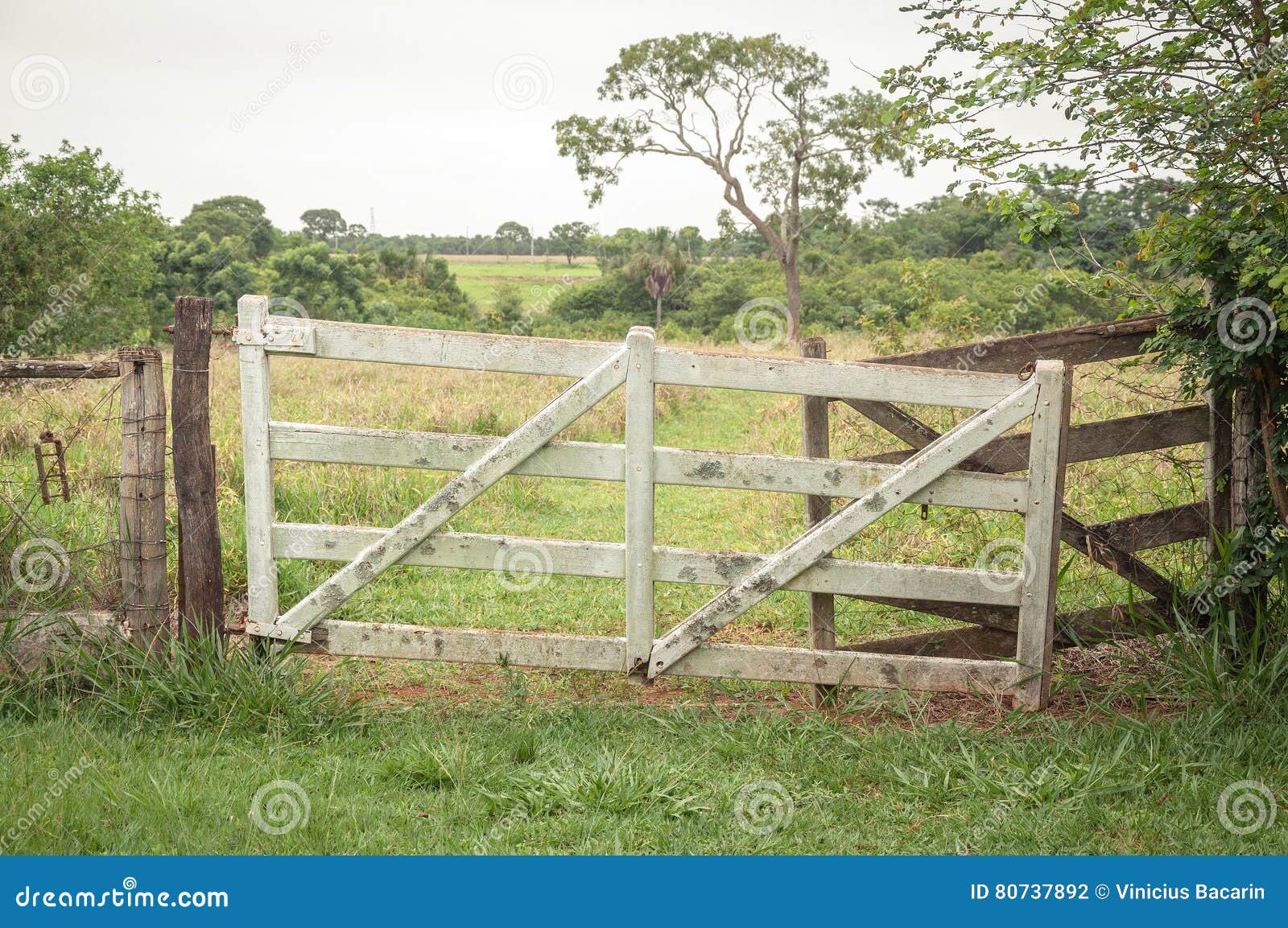 Rustic Farm Gate Made with Wooden Boards Stock Photo - Image of green ...