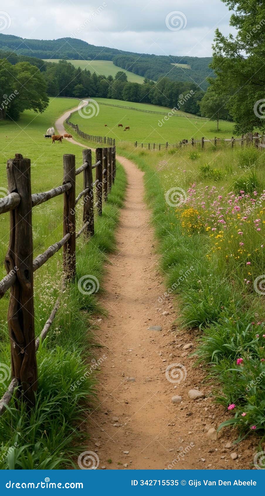 Rustic Farm Scene with Cows Grazing in Pasture Stock Illustration ...