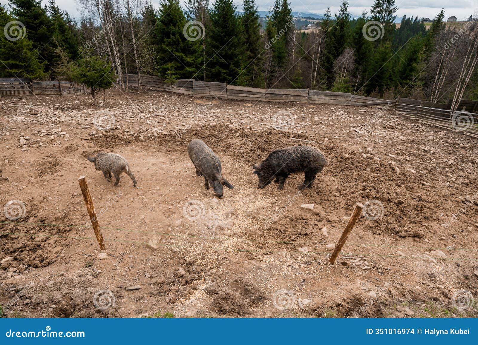 Rustic Farm Scene with Three Pigs Foraging in an Open Field Stock Photo ...
