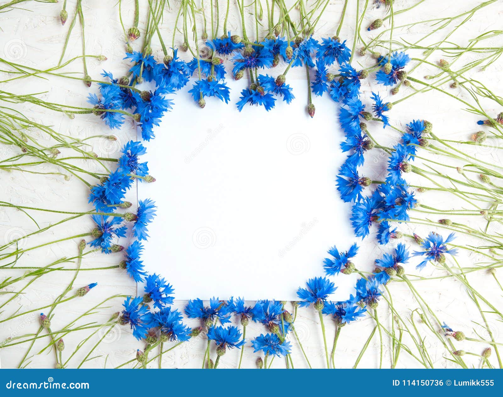 Eco Rustic Frame Green Border Effect Of Grass Bamboo Trunk On White ...