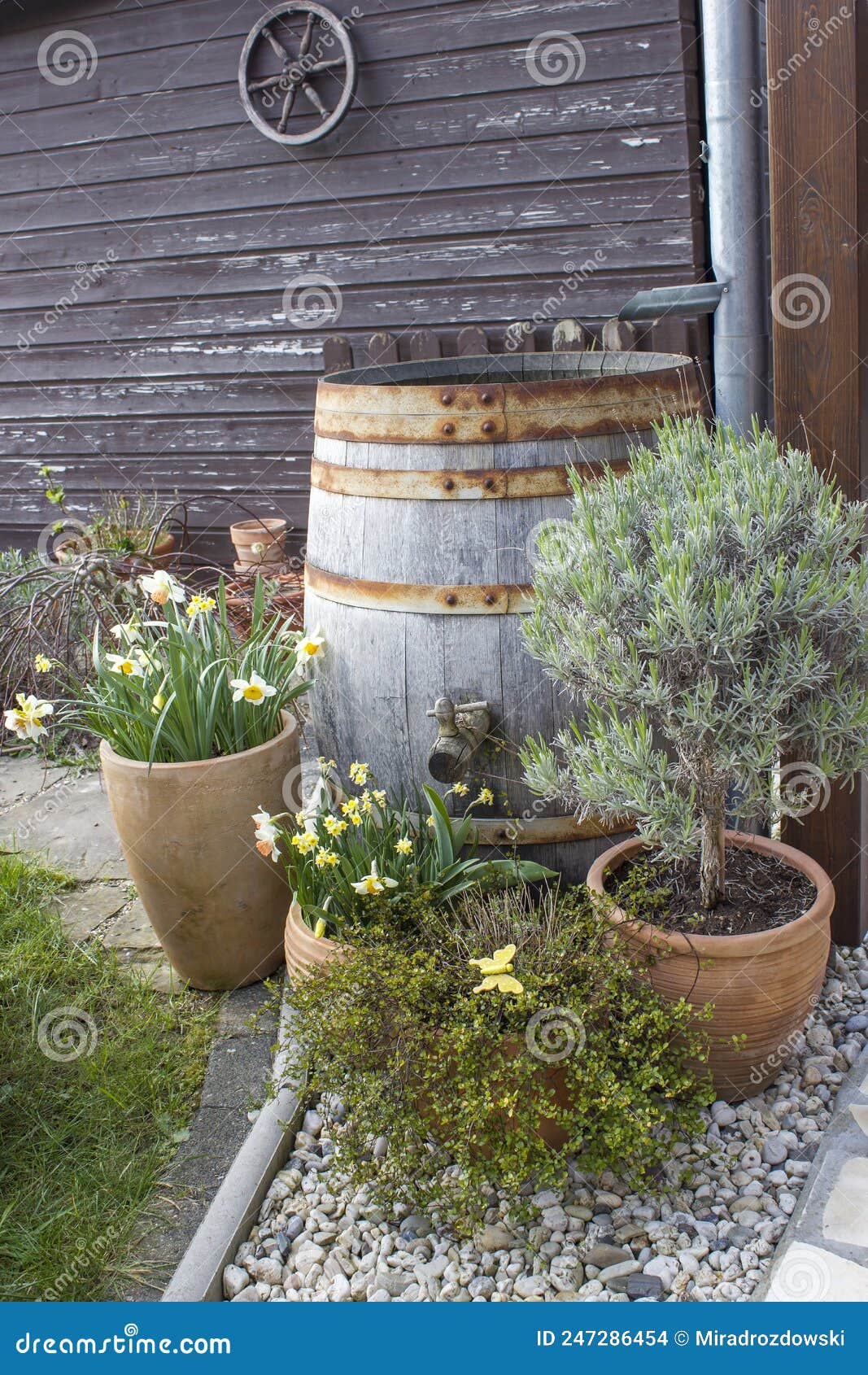 Rustic Garden - Blooming Spring Flowers Stock Photo - Image of bloom ...