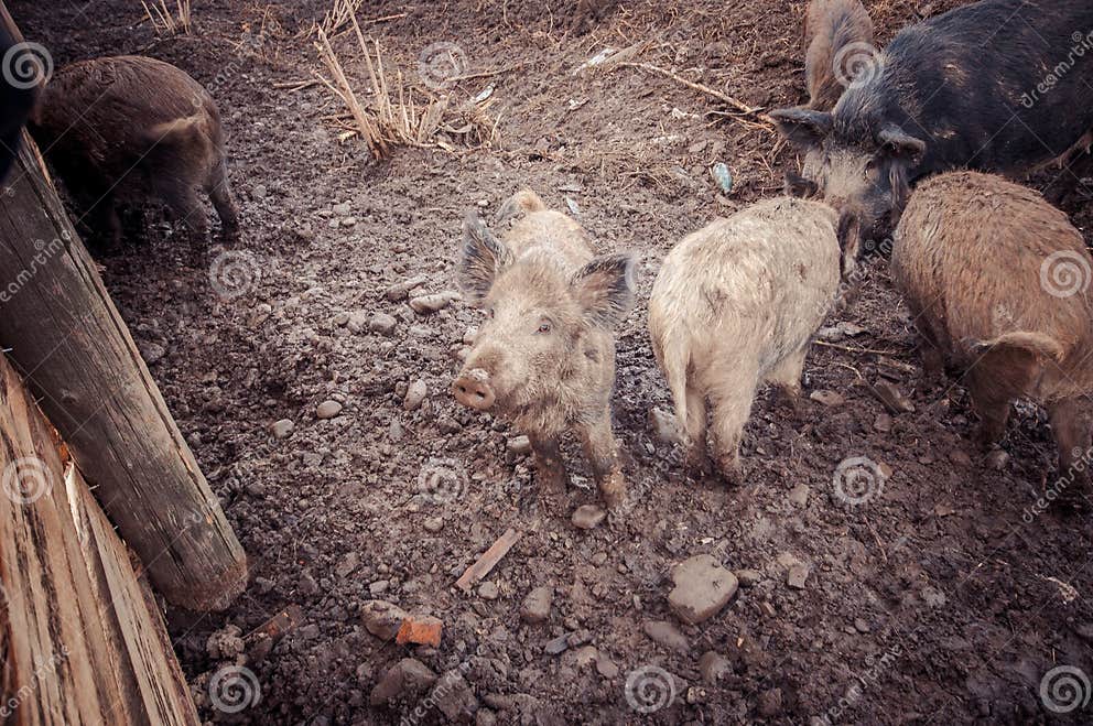 Rustic Gathering of Pigs in Muddy Enclosure Stock Image - Image of ...