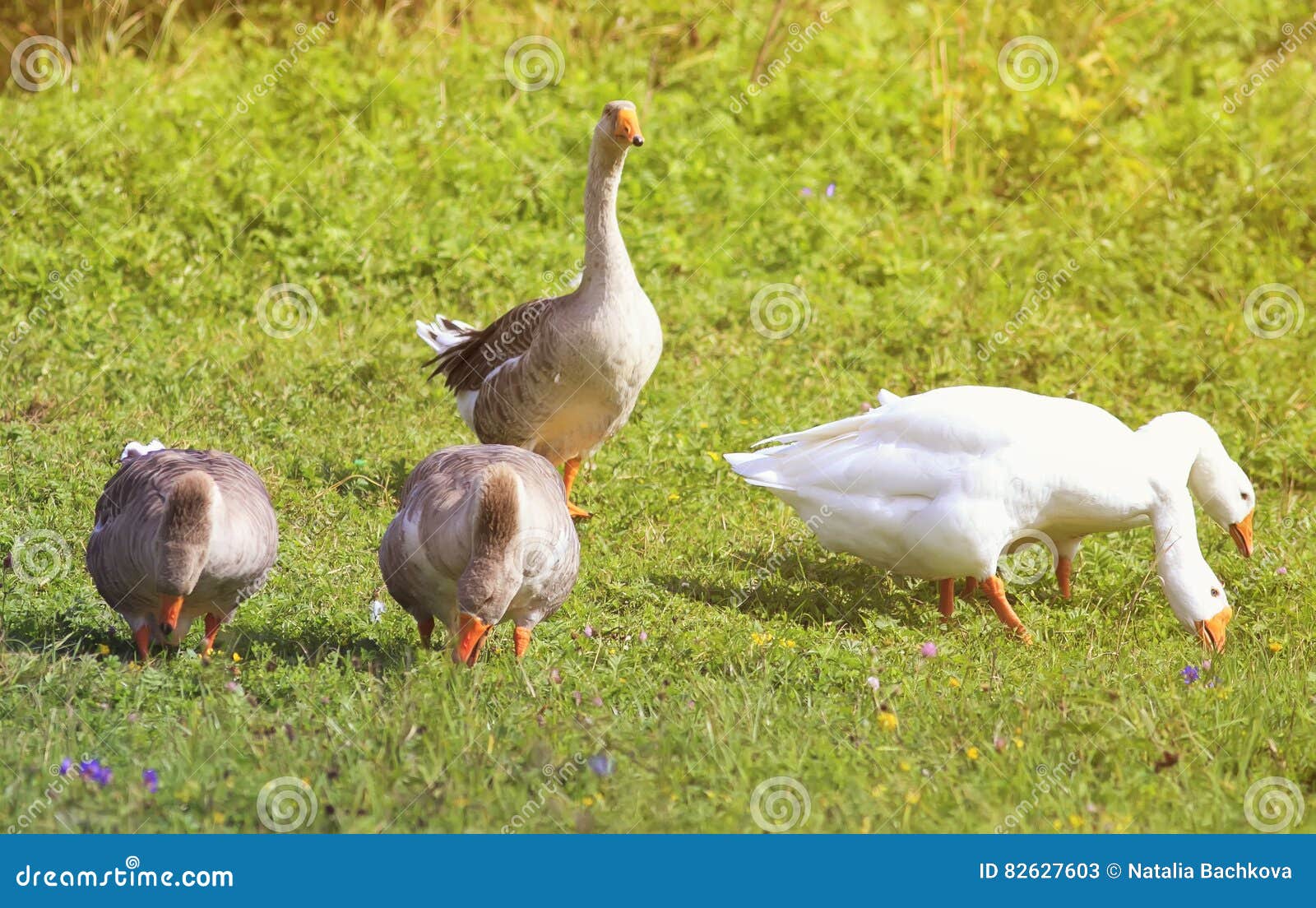 Rustic Geese Graze the Green Grass on the Summer Meadow Stock Image ...