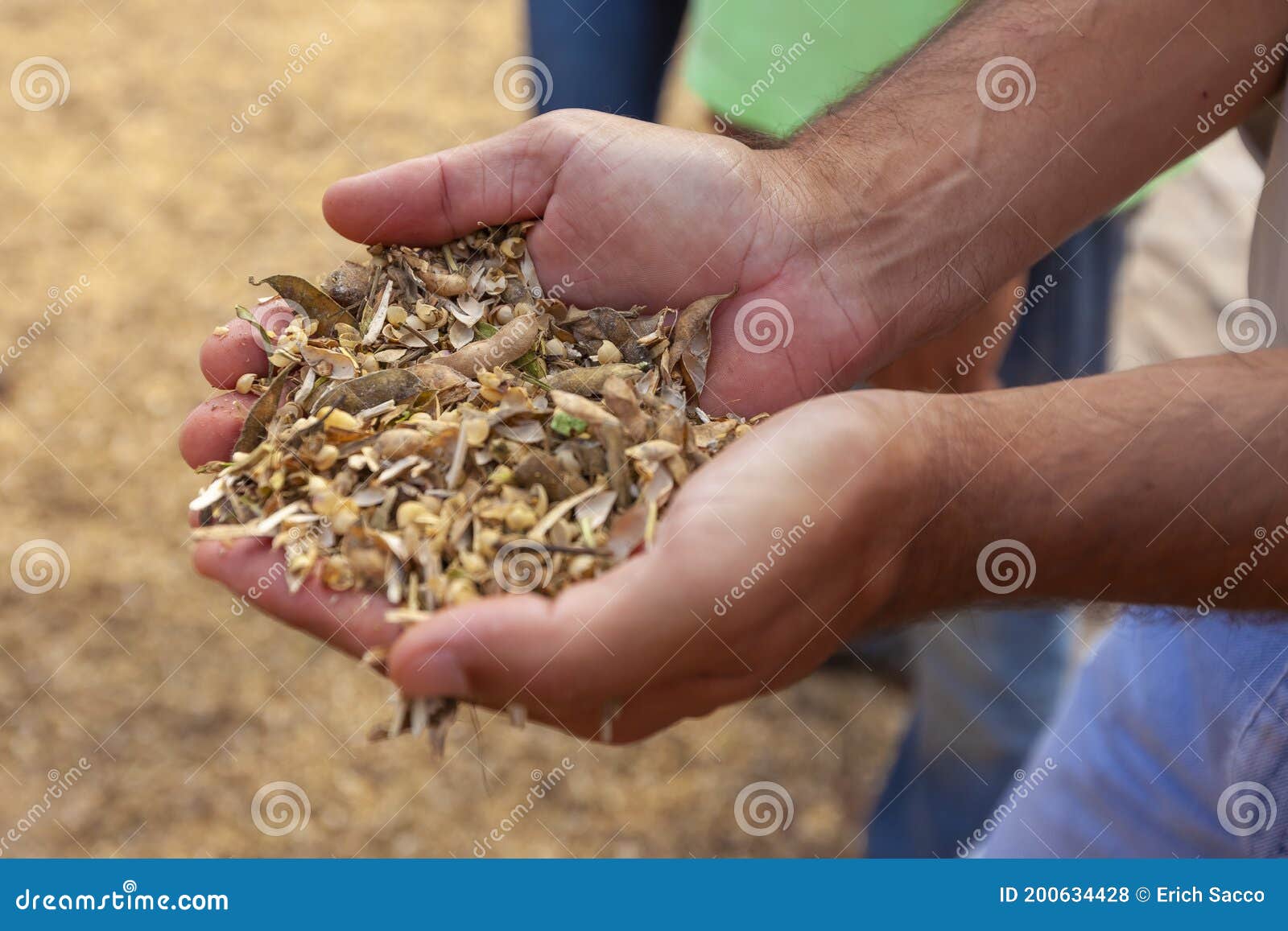 Rustic Hands of a Farm Man with His Crop Stock Photo - Image of farming ...