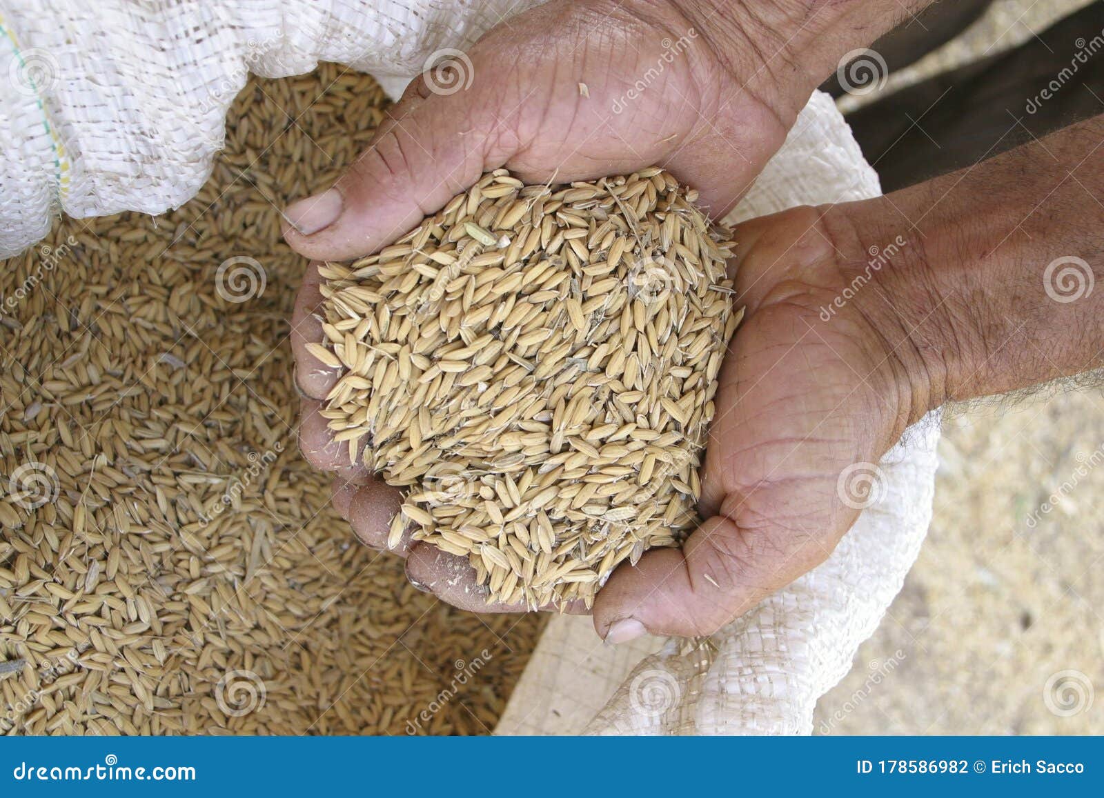 Rustic Hands of a Farm Man with His Crop Stock Photo - Image of healthy ...